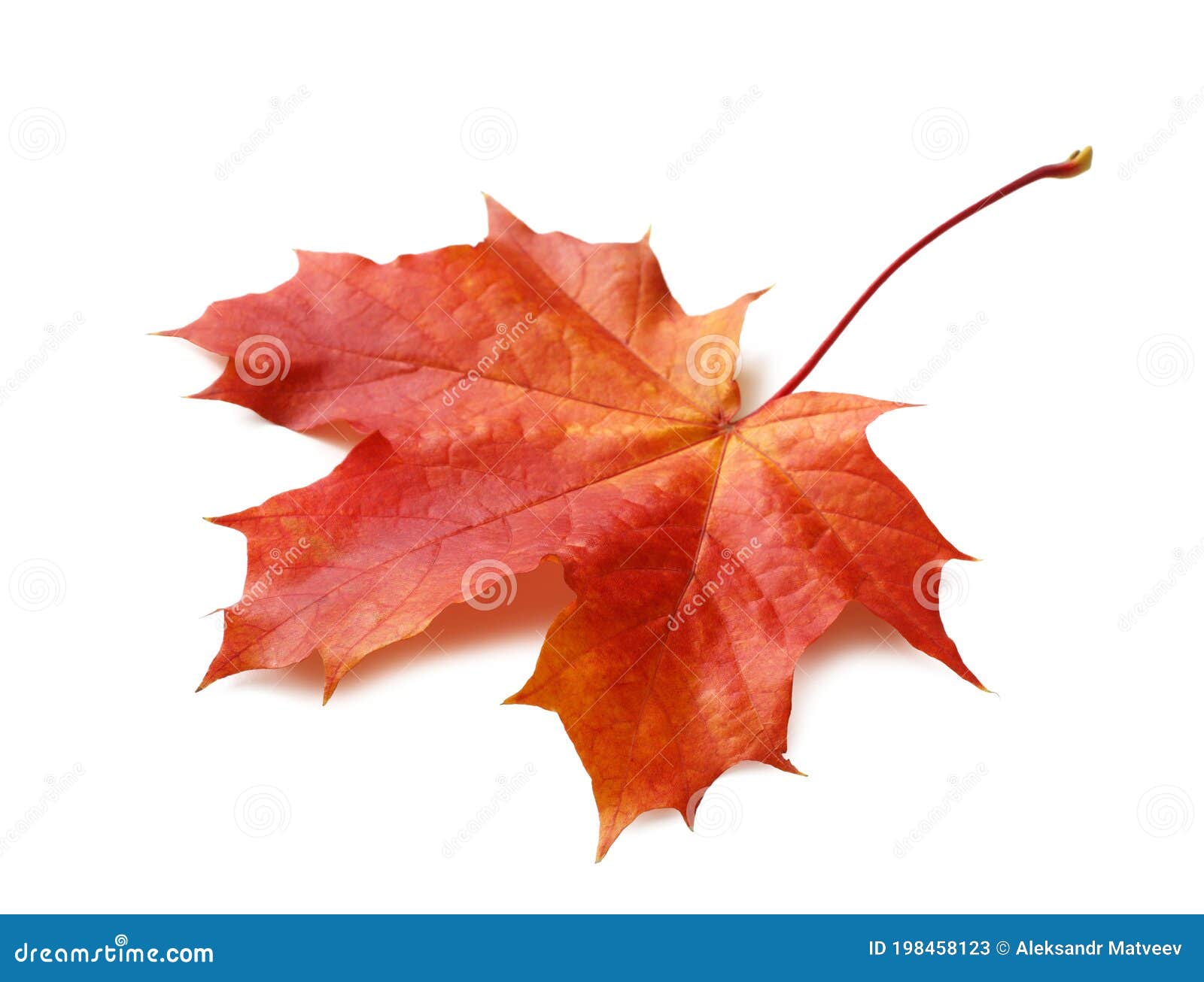 Autumn Maple Leaf Isolated on White Background with Shadows, Clipping ...