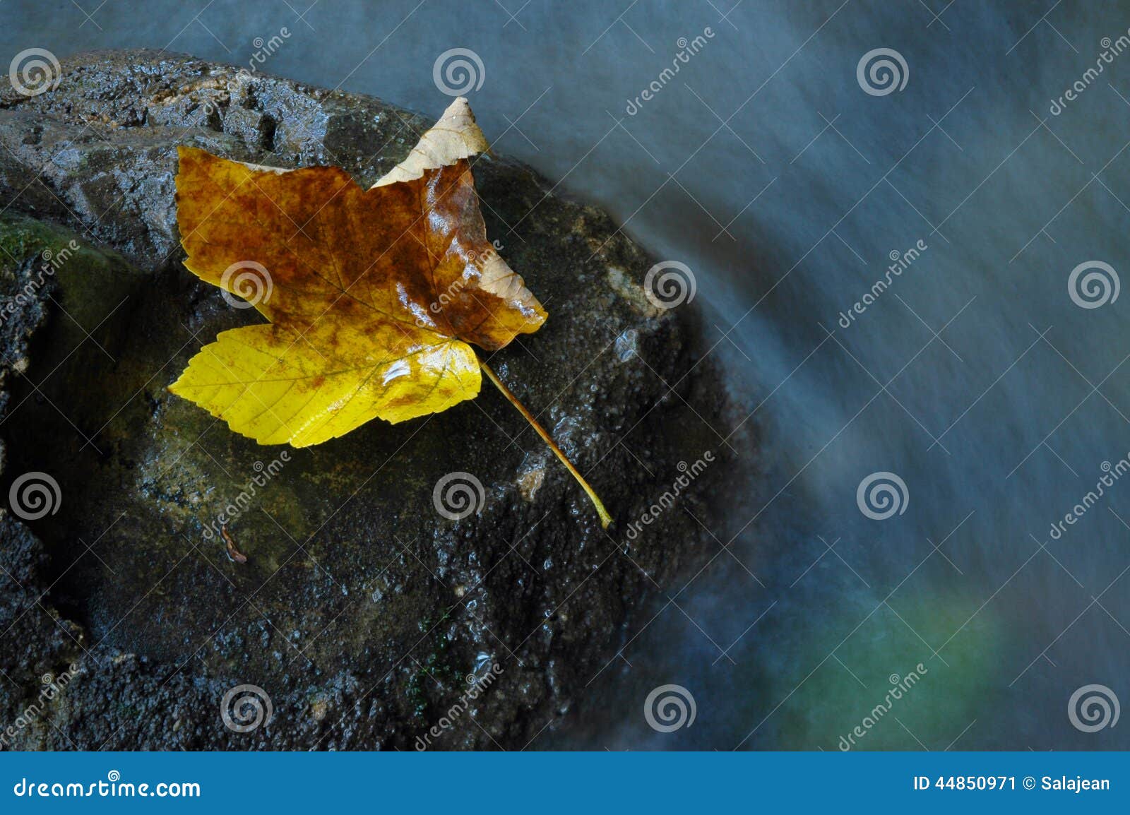 Autumn Maple Leaf Near a Water Stream Stock Image - Image of forest ...