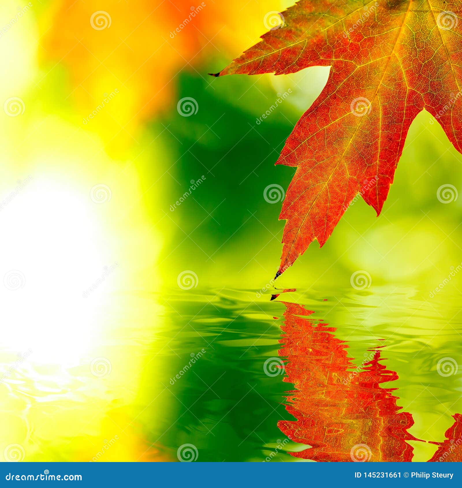 Autumn Maple Leaf Reflection Stock Image - Image of organic, outdoors ...
