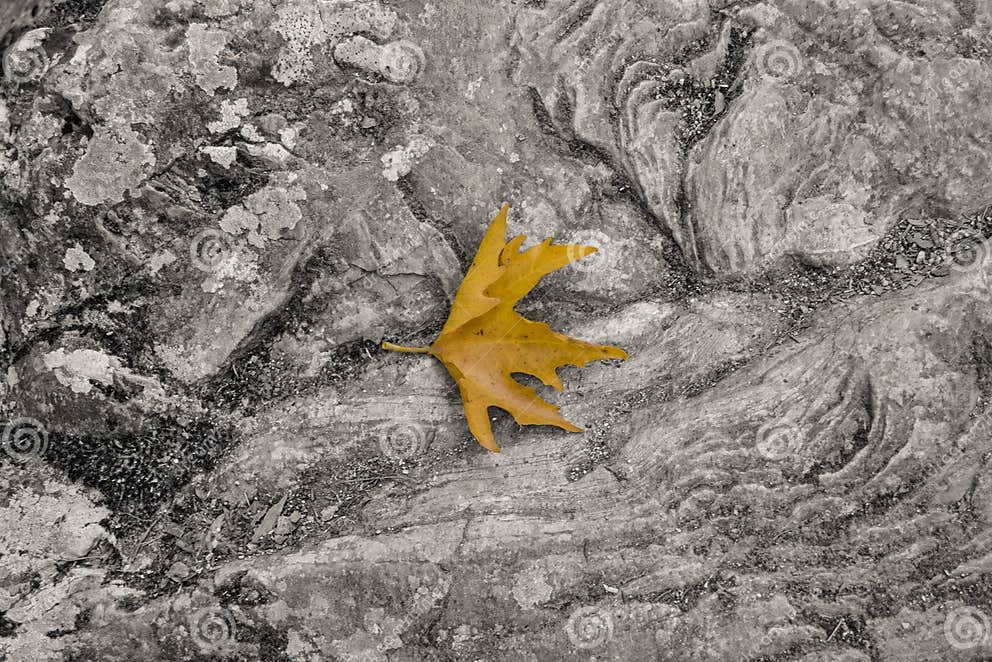 Autumn Maple Leaf on Rock Background Stock Photo - Image of leaf, plant ...