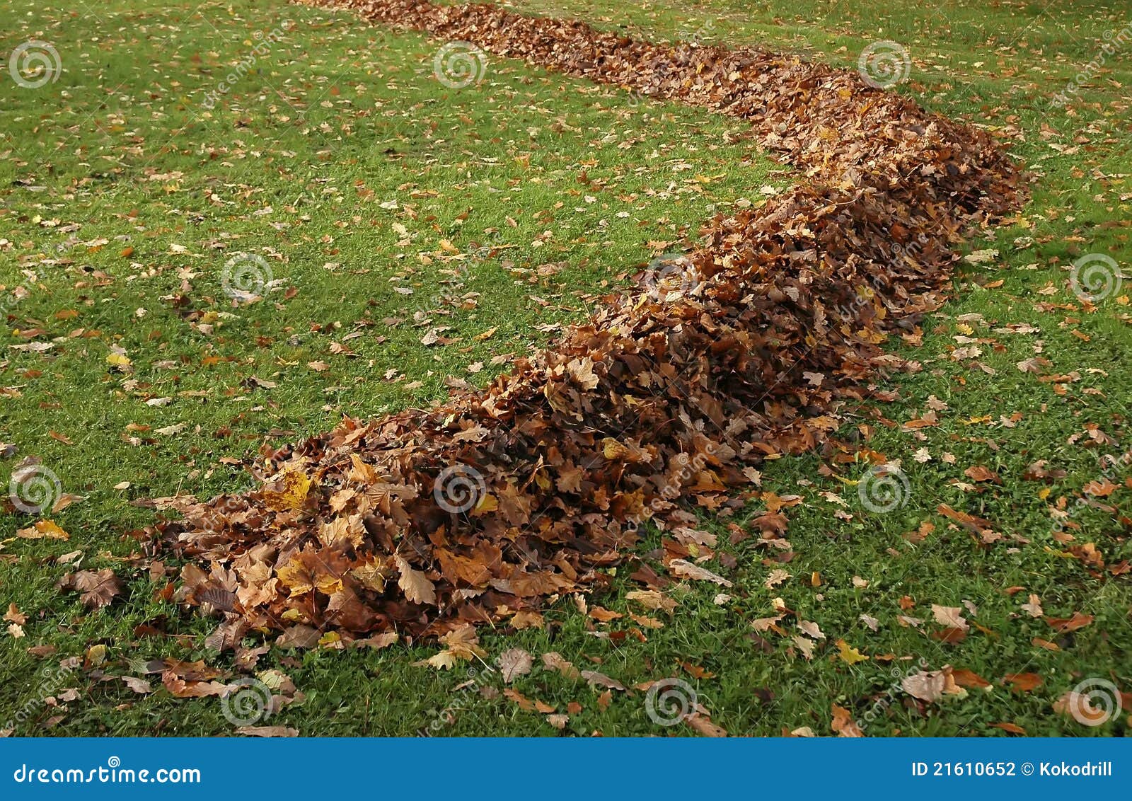 Autumn Maple Leaf in a Row on Green Grass Stock Photo - Image of forest ...