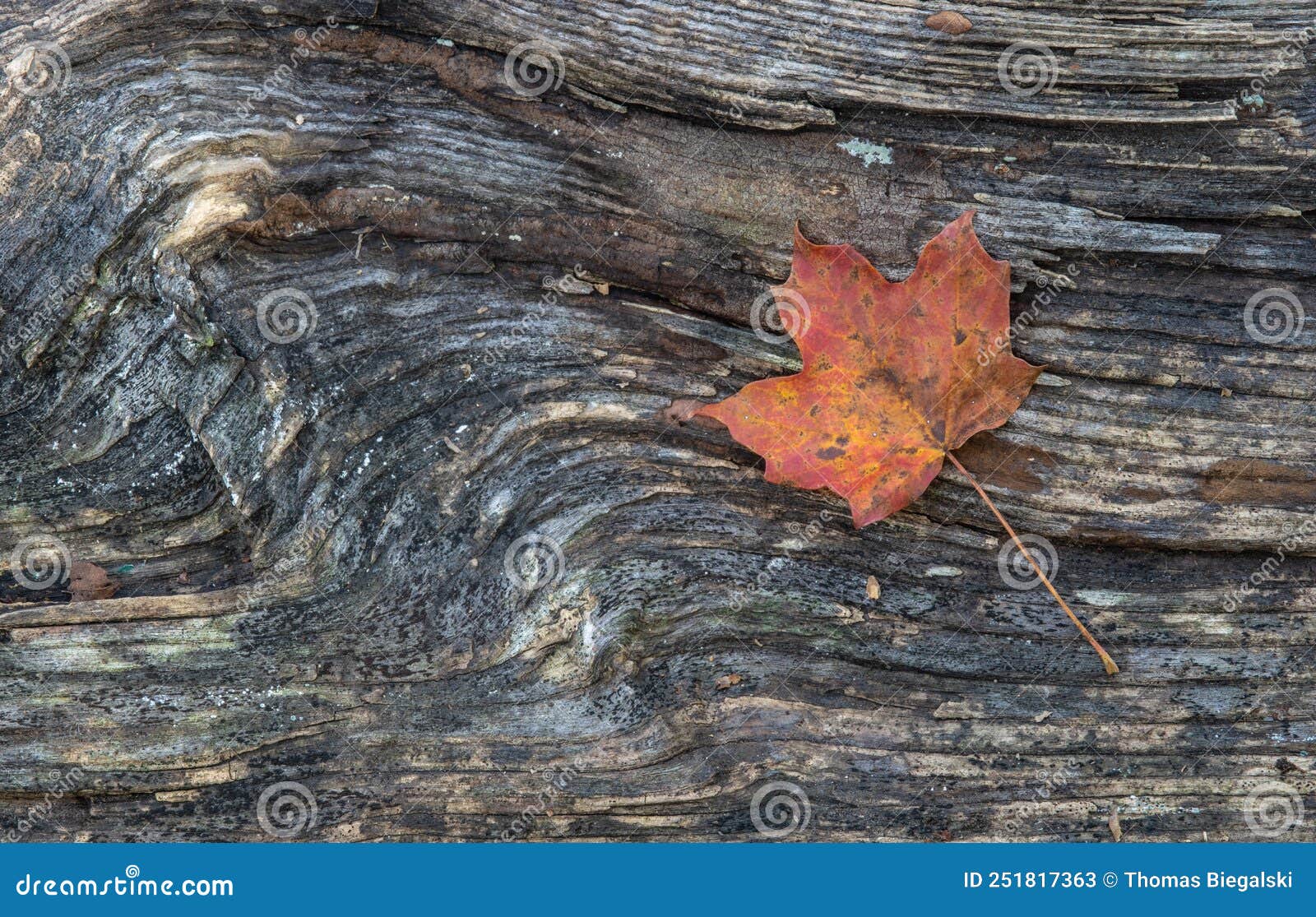 Autumn Maple Leaf on Swirled Bark Log Stock Image - Image of autumnal ...