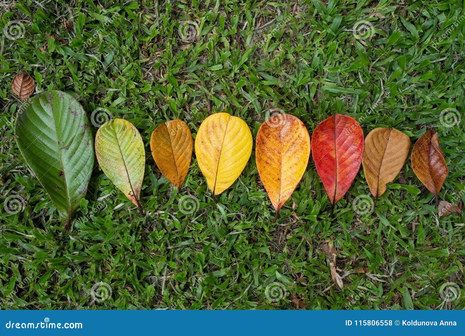 Autumn Maple Leaf Transition and Variation Concept for Fall and Change ...