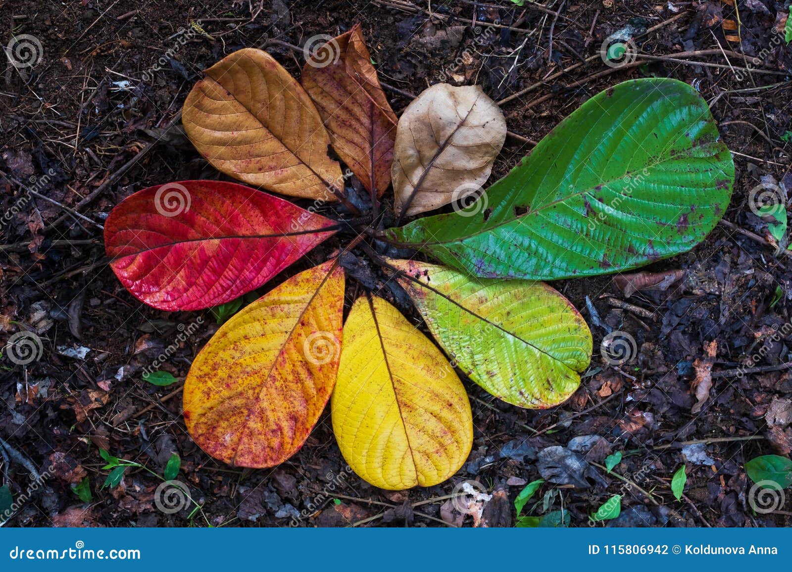 Autumn Maple Leaf Transition and Variation Concept for Fall and Change ...