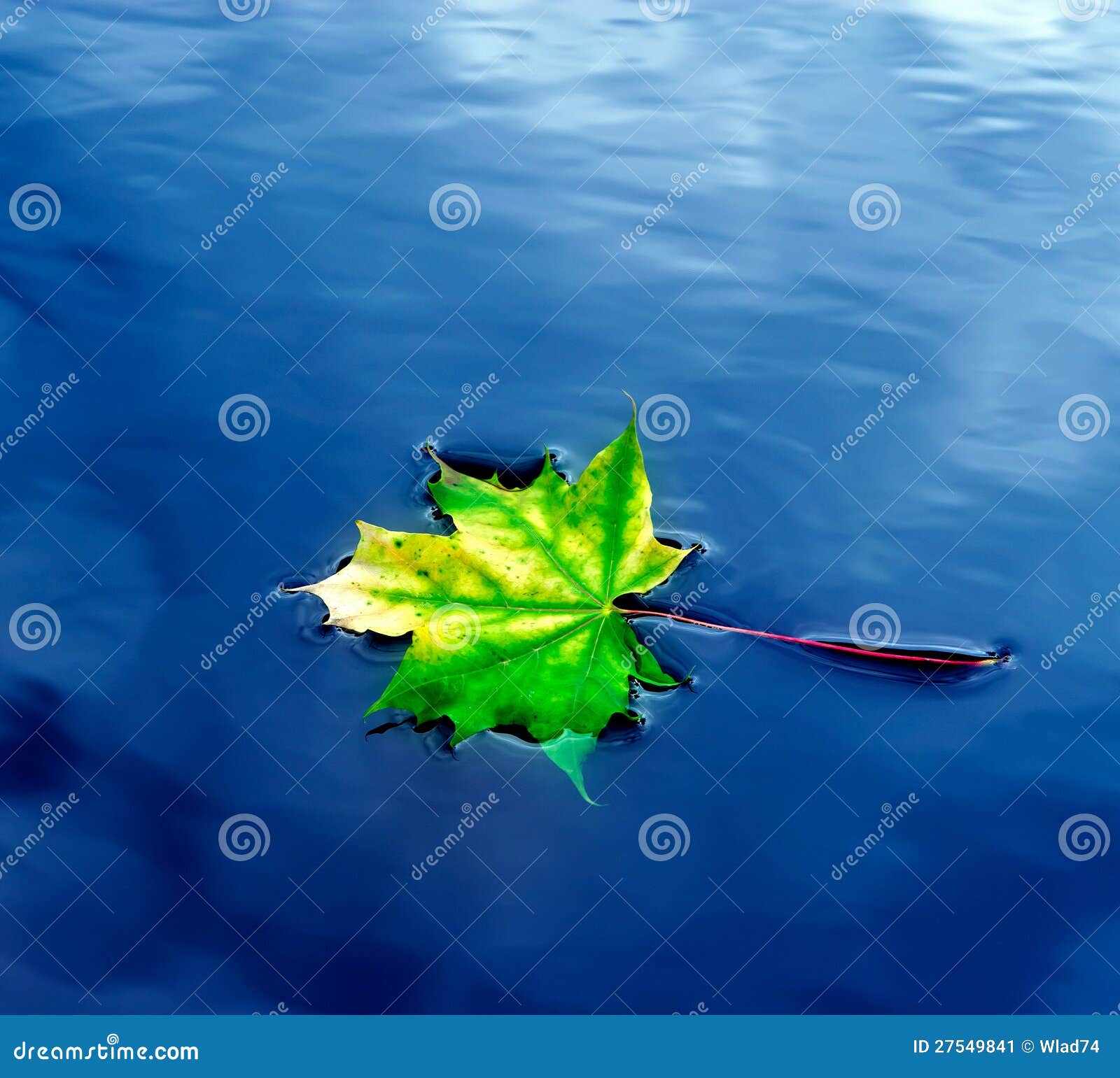 Autumn Maple Leaf on the Water Stock Image - Image of yellow, tree ...