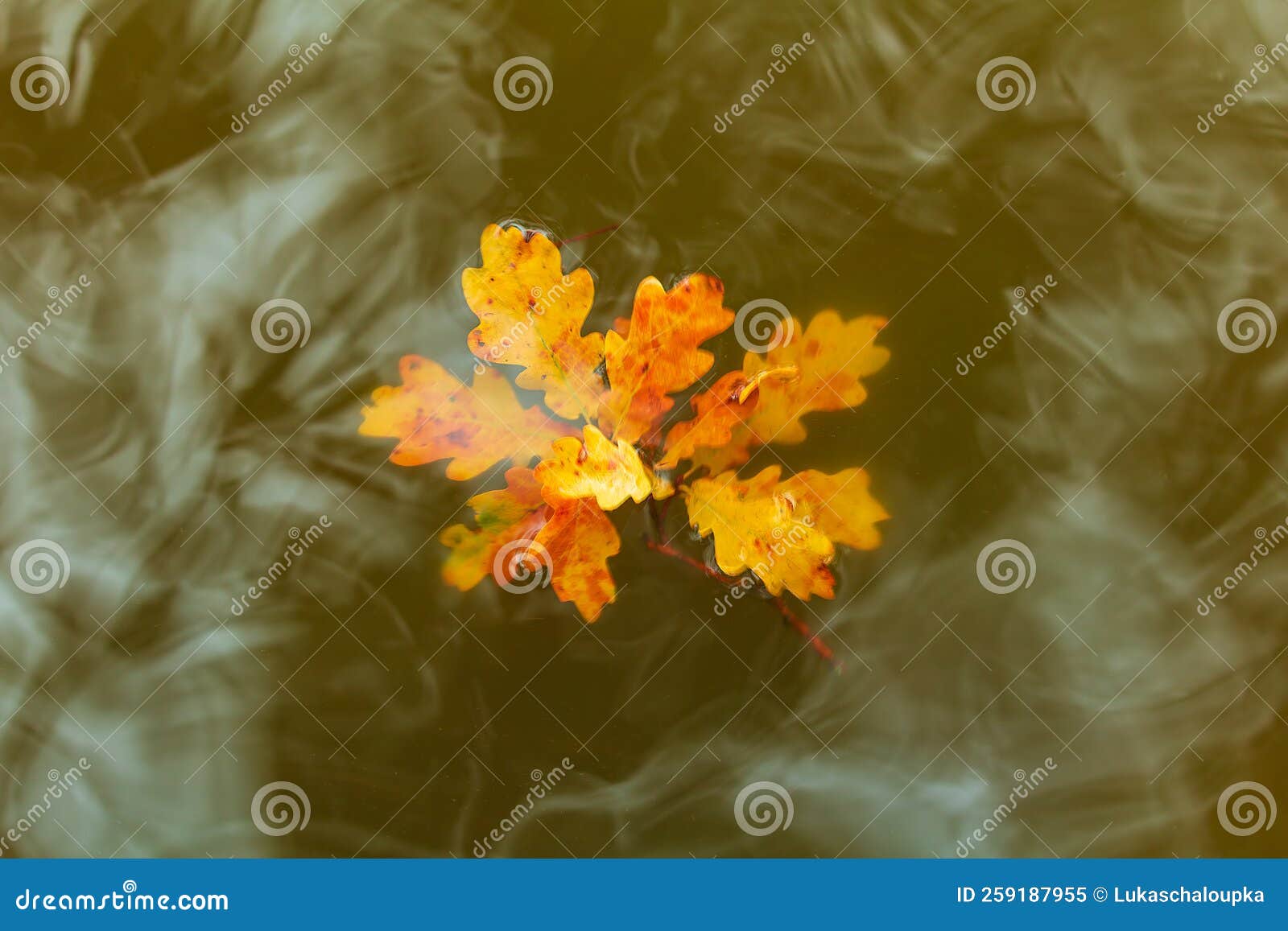 Autumn Maple Leaf in Water. Long Exposure, Blured Abstract ...