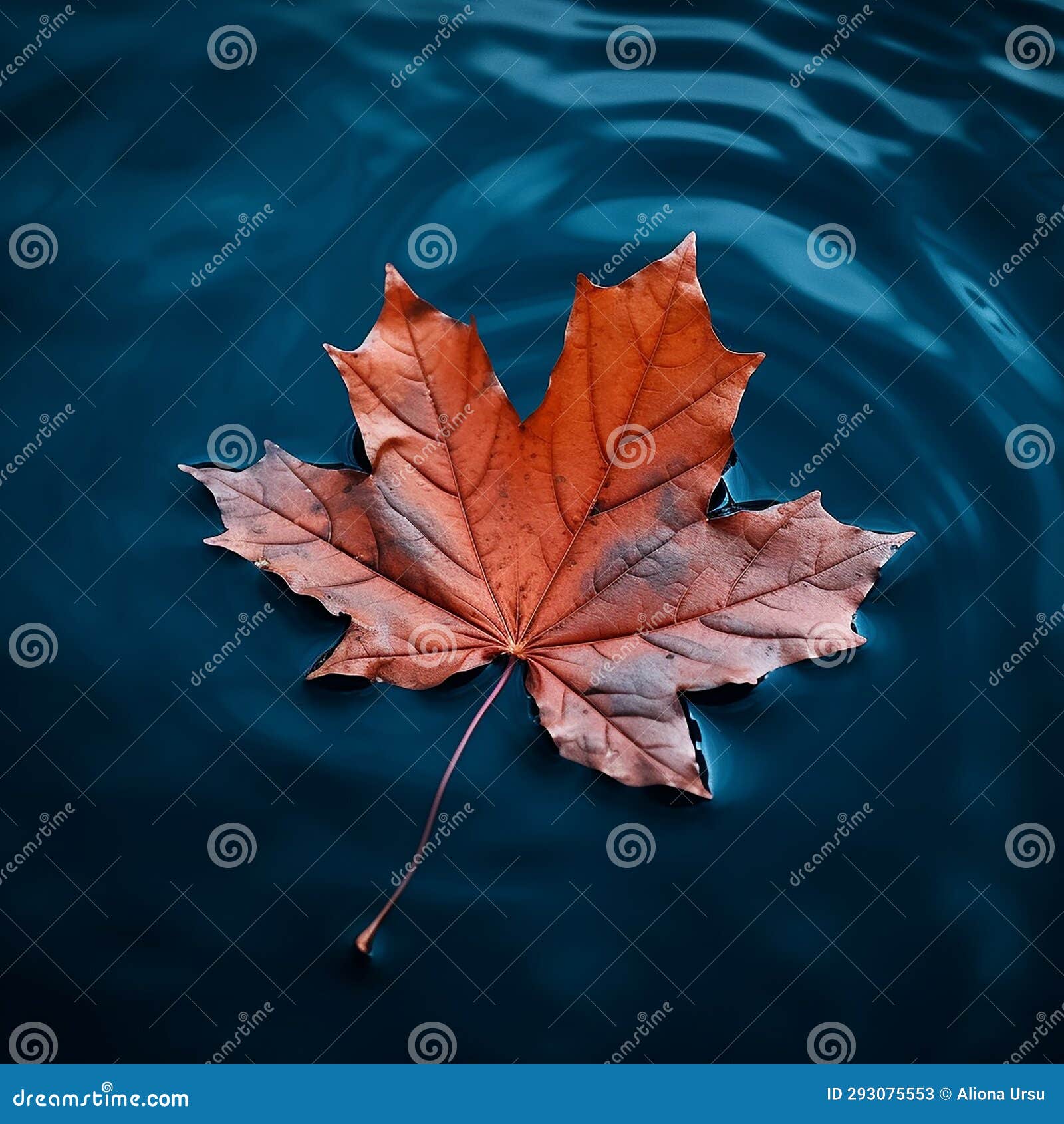 Autumn Maple Leaf on Water Surface with Ripples Stock Illustration ...