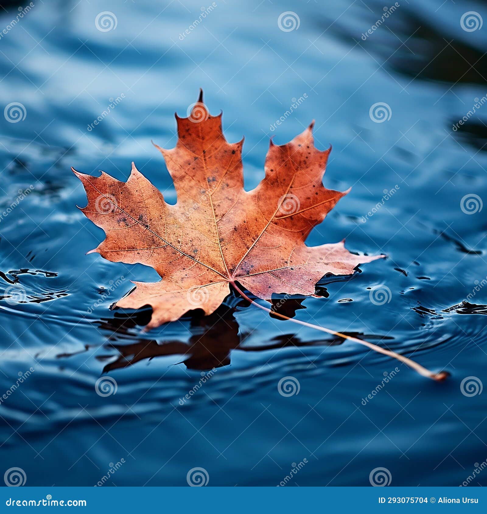 Autumn Maple Leaf on Water Surface with Ripples Stock Illustration ...