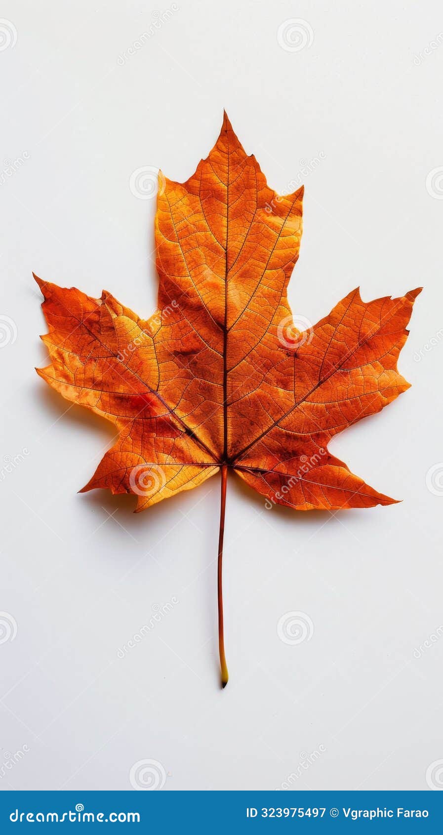 Autumn Maple Leaf on White Background Stock Image - Image of single ...