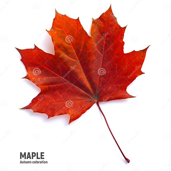 Autumn Maple Leaf on a White Background, Different Colors Stock Photo ...