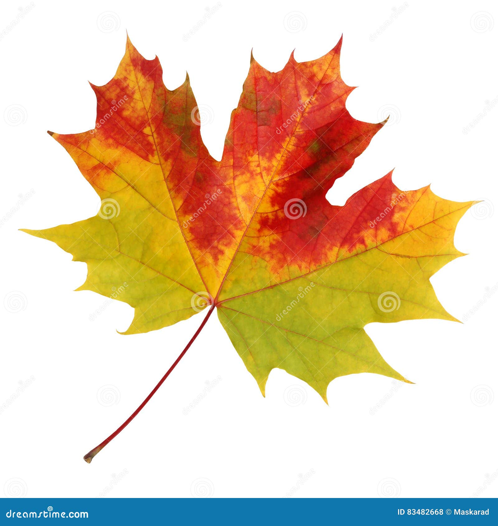 Autumn Maple Leaf on a White Background. Stock Photo - Image of ...