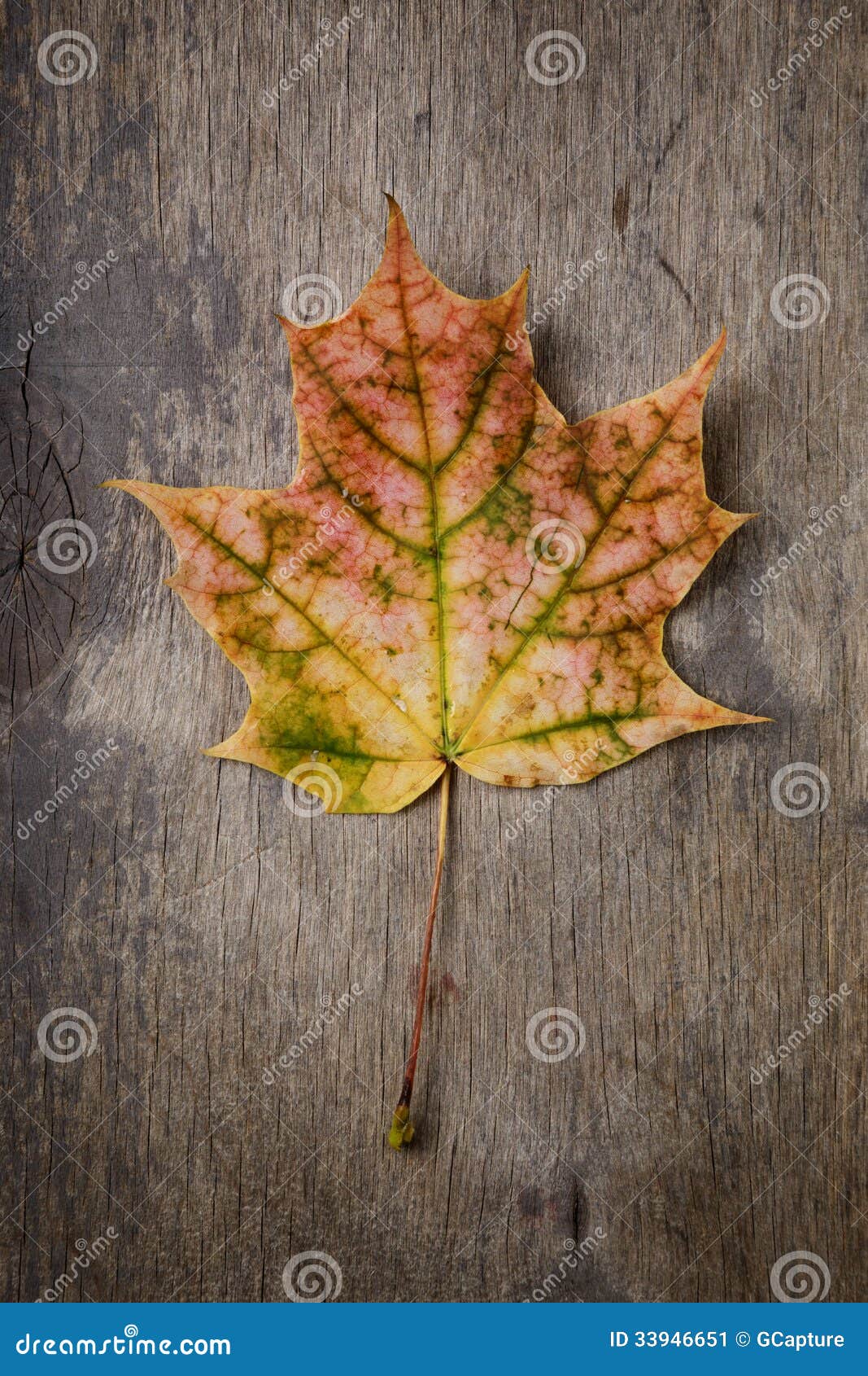 Autumn Maple Leaf on Wood Surface Stock Image - Image of texture ...
