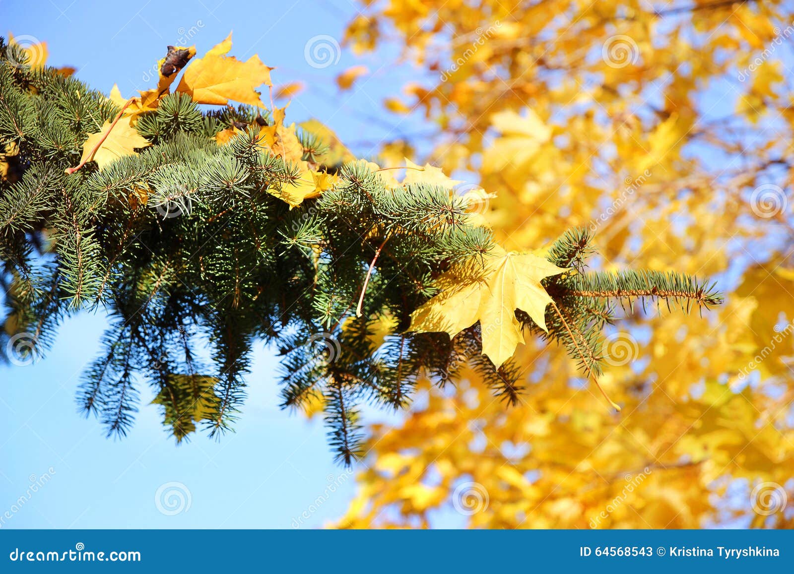 Autumn Maple Leafs on Spruce. Beautiful Autumn Stock Image - Image of ...