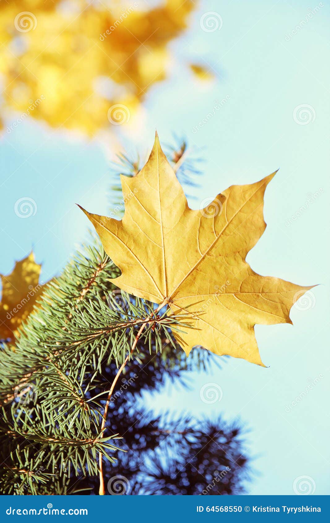 Autumn Maple Leafs on Spruce. Beautiful Autumn Stock Photo - Image of ...