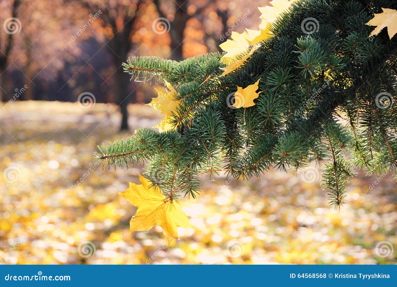 Autumn Maple Leafs on Spruce. Beautiful Autumn Stock Photo - Image of ...
