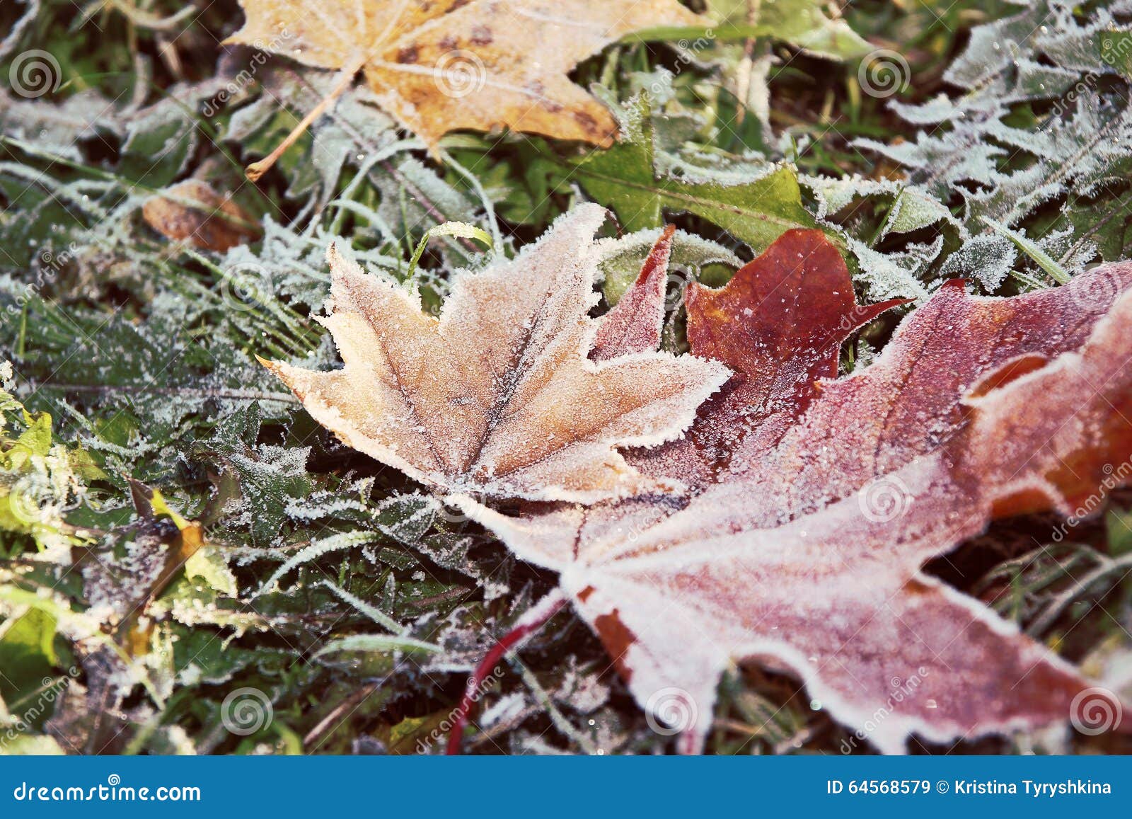 Autumn Maple Leafs on Spruce. Beautiful Autumn Stock Image - Image of ...