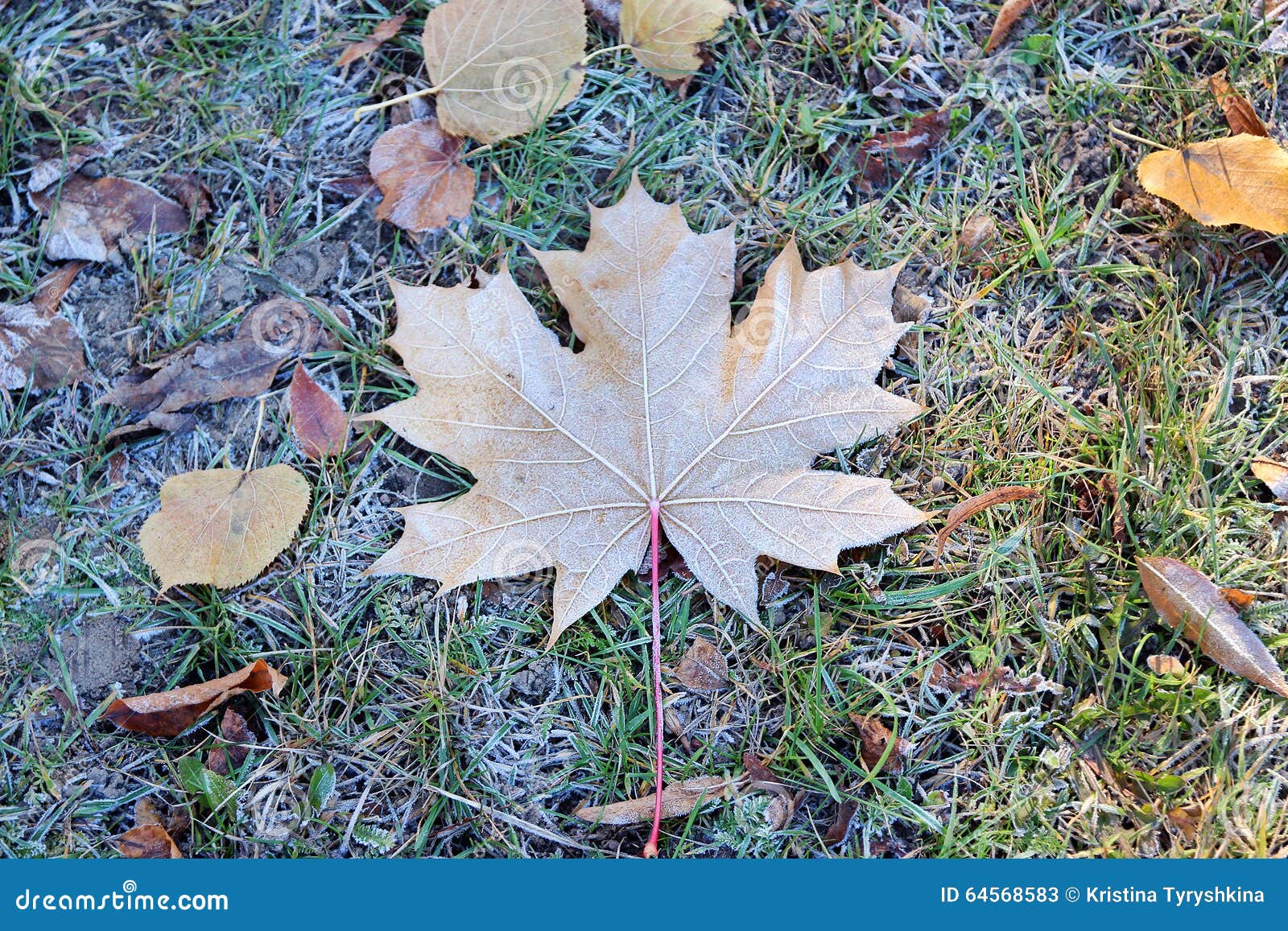 Autumn Maple Leafs on Spruce. Beautiful Autumn Stock Image - Image of ...