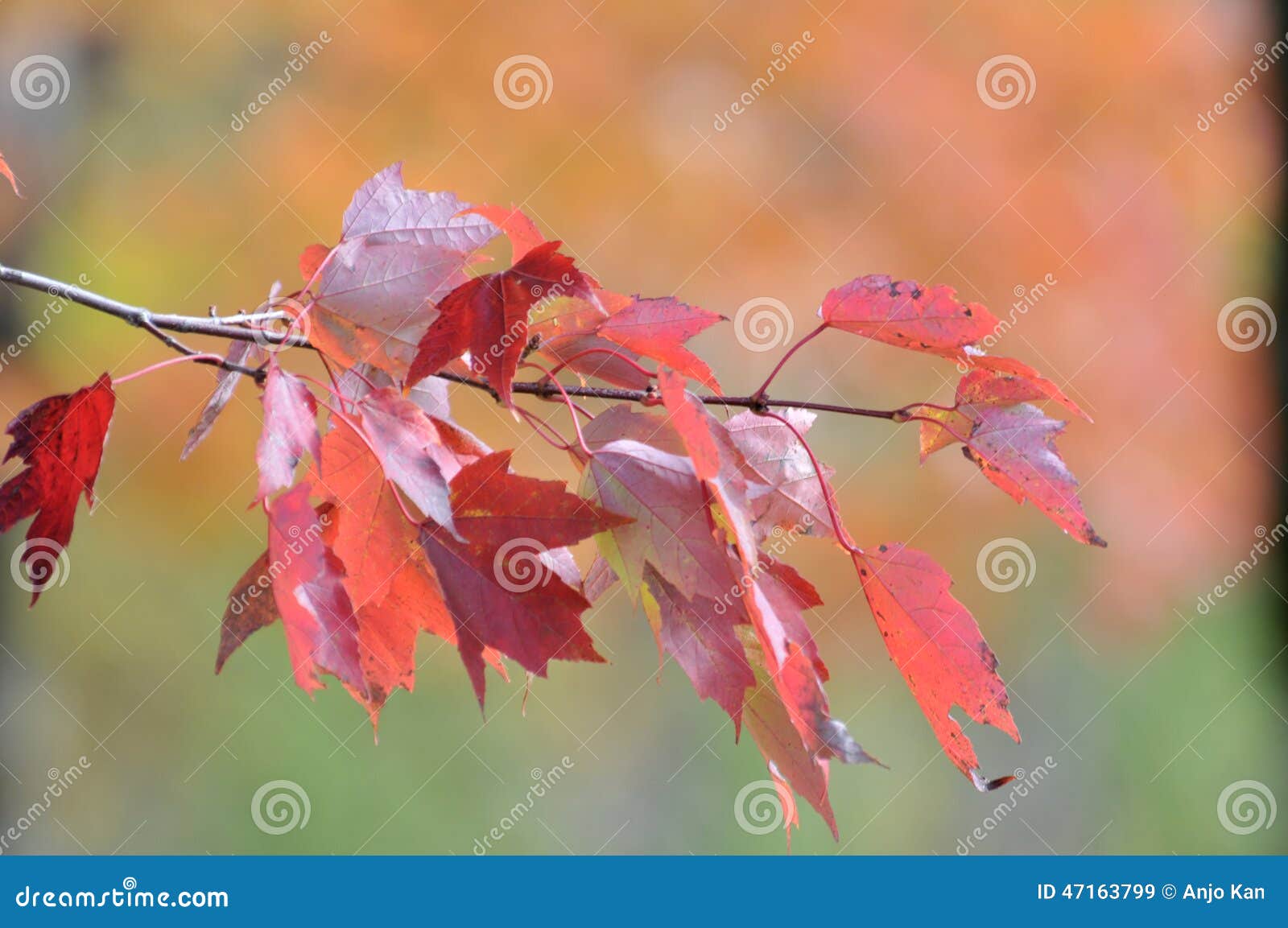 Autumn maple leafs in tree stock image. Image of holiday - 47163799