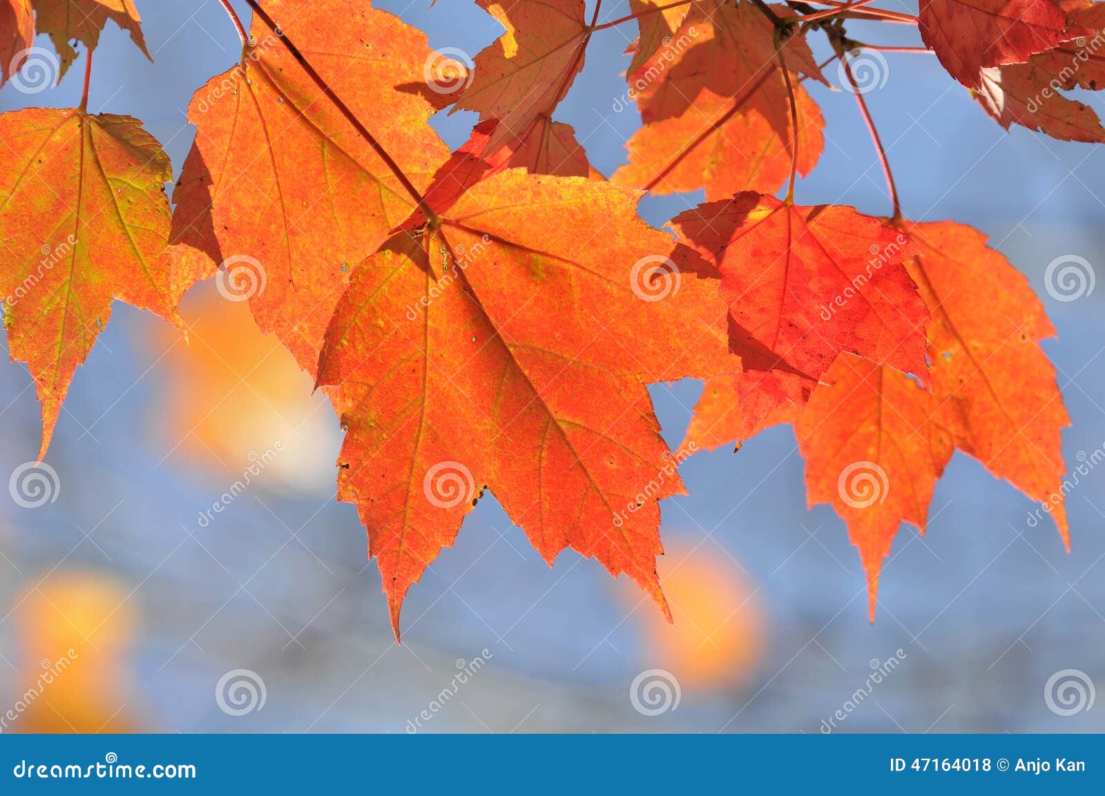 Autumn maple leafs in tree stock photo. Image of group - 47164018