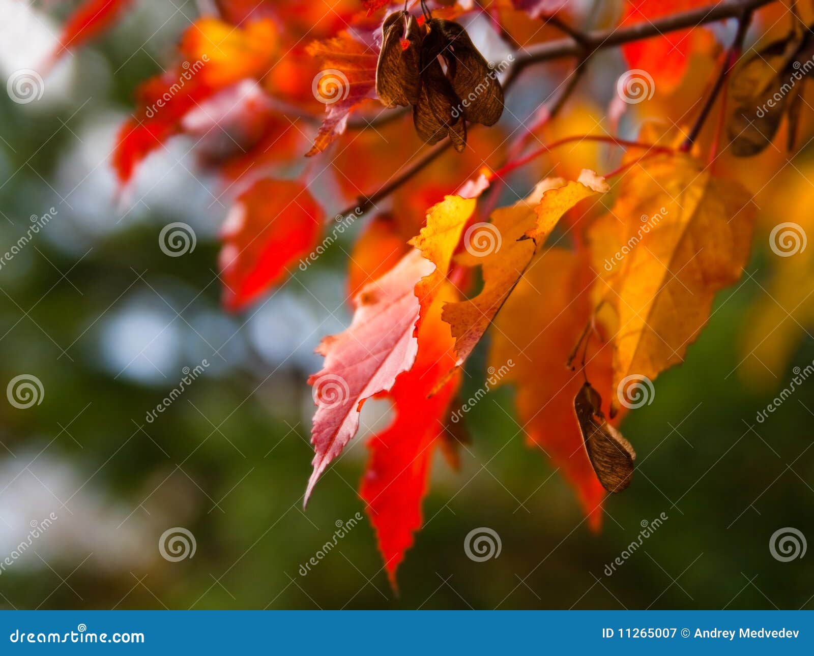 Autumn maple leaves stock image. Image of fall, seeds - 11265007