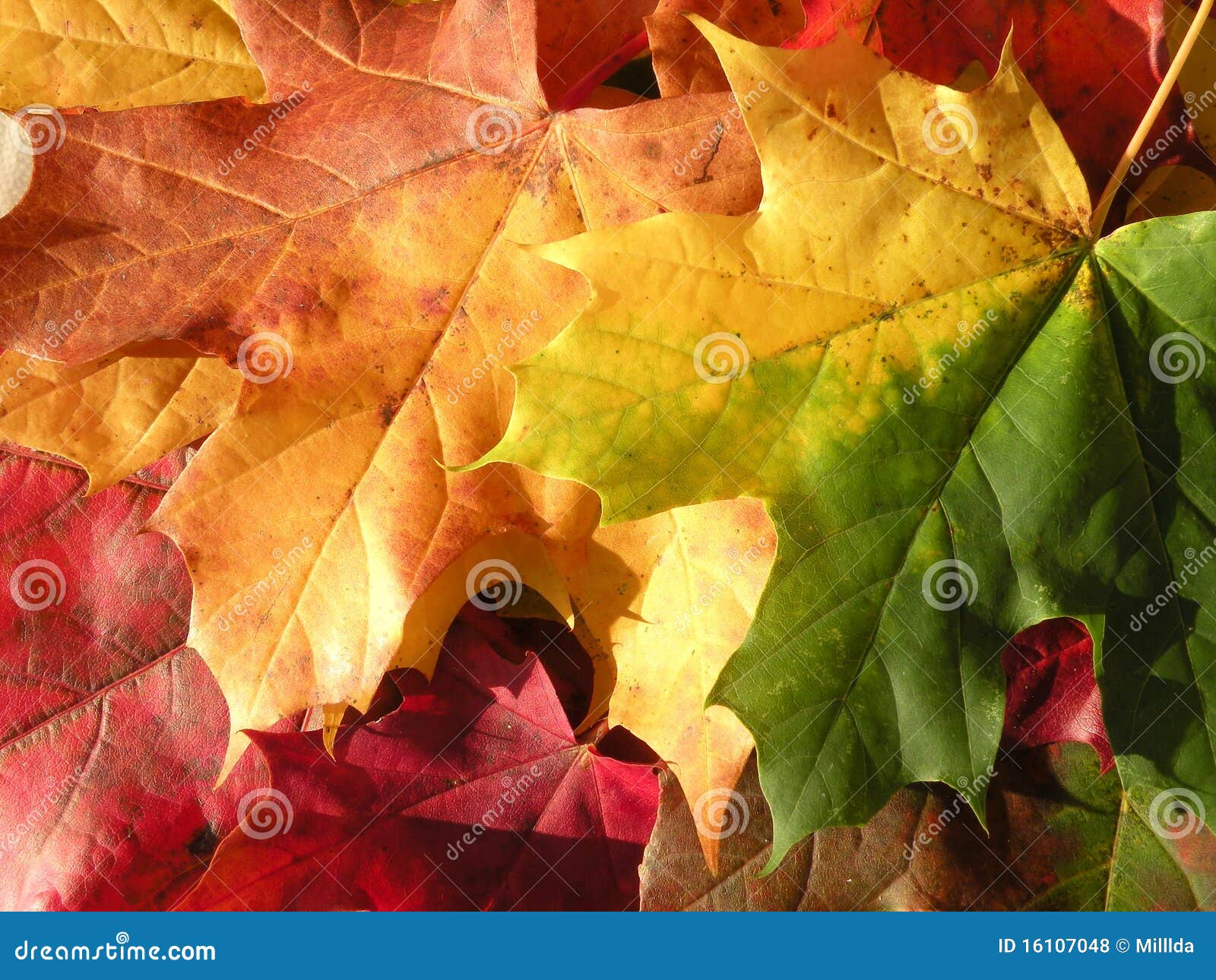 Autumn maple leaves stock photo. Image of green, floral - 16107048