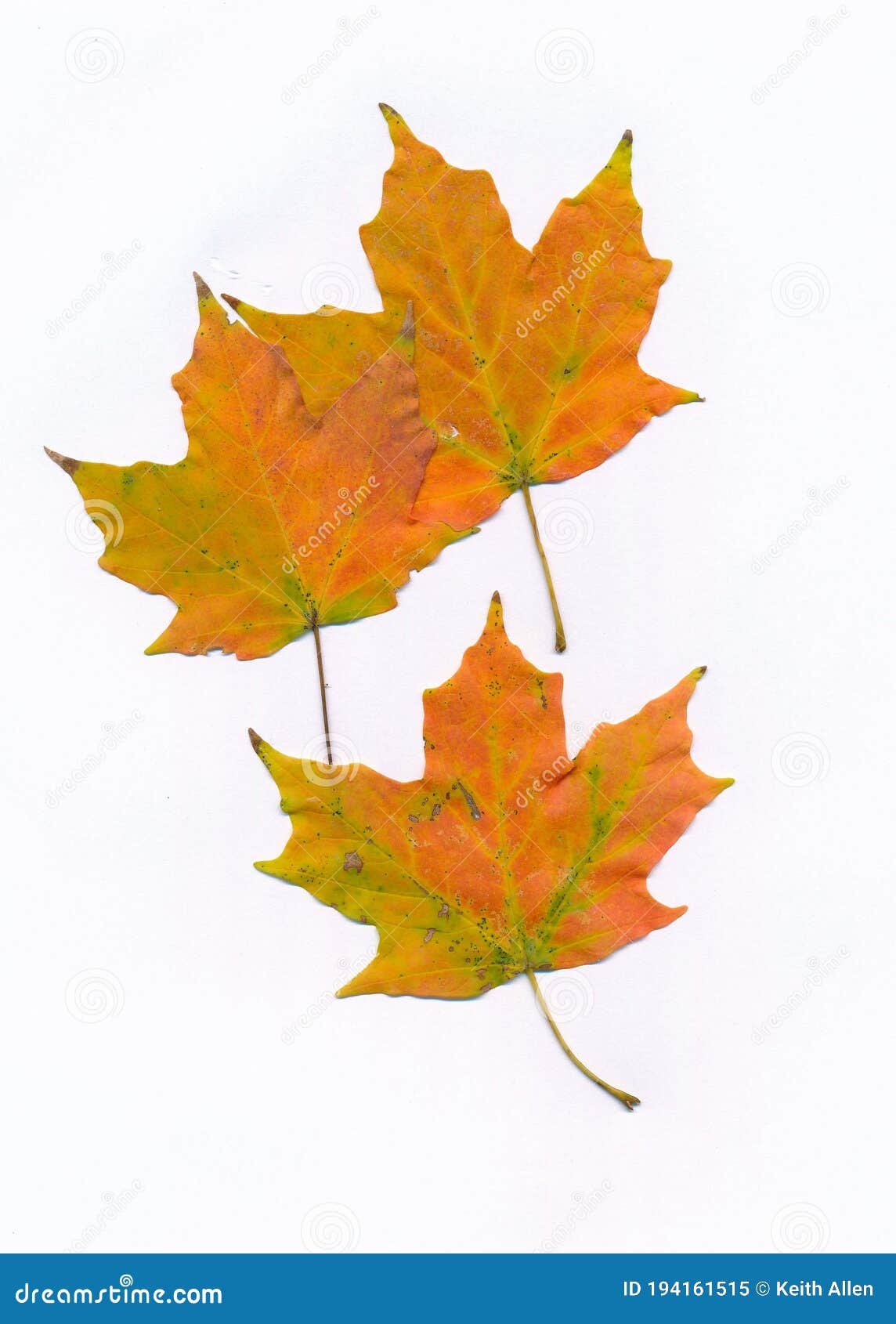 A Group of Three Maple Tree Leaves in Autumn Colors Stock Image - Image ...
