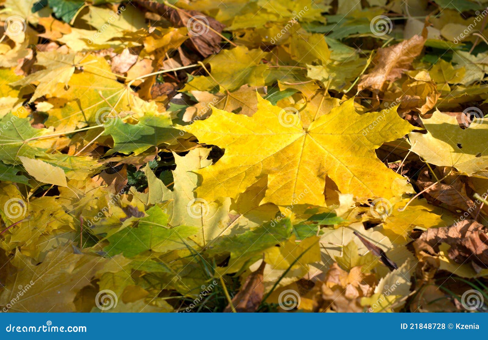 Autumn maple leaves stock photo. Image of scenic, weather - 21848728