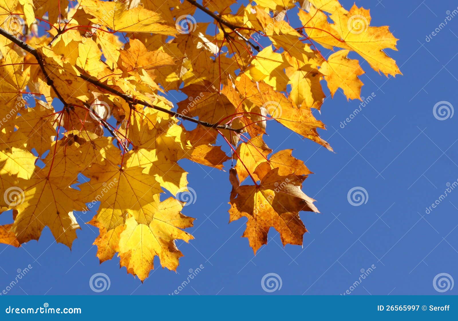 Autumn maple leaves stock image. Image of dark, colour - 26565997