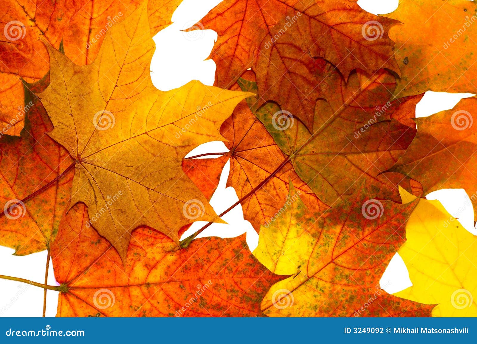 Autumn maple leaves stock photo. Image of ornate, leaf - 3249092