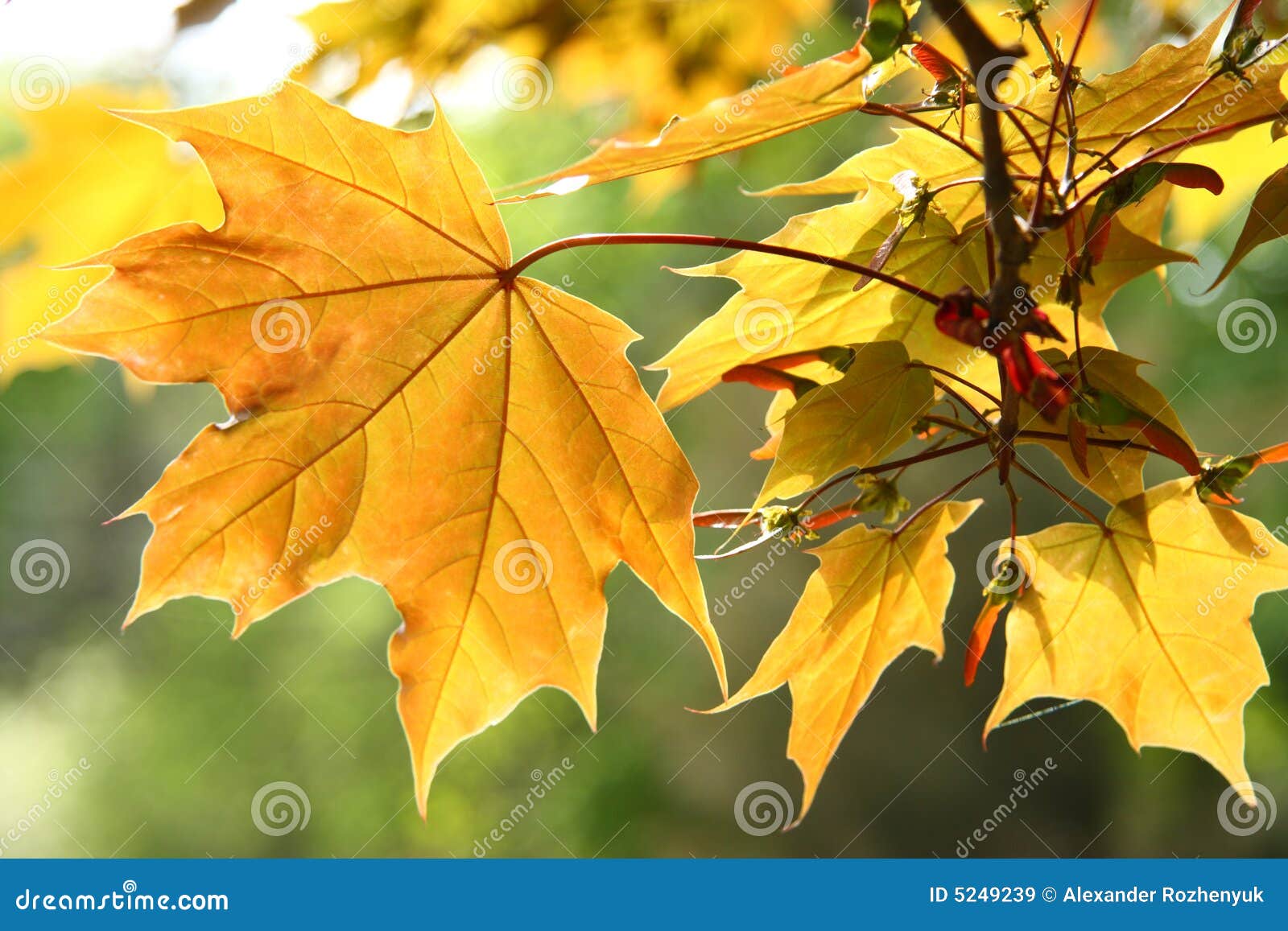 Autumn maple leaves stock image. Image of impressive, cloudy - 5249239