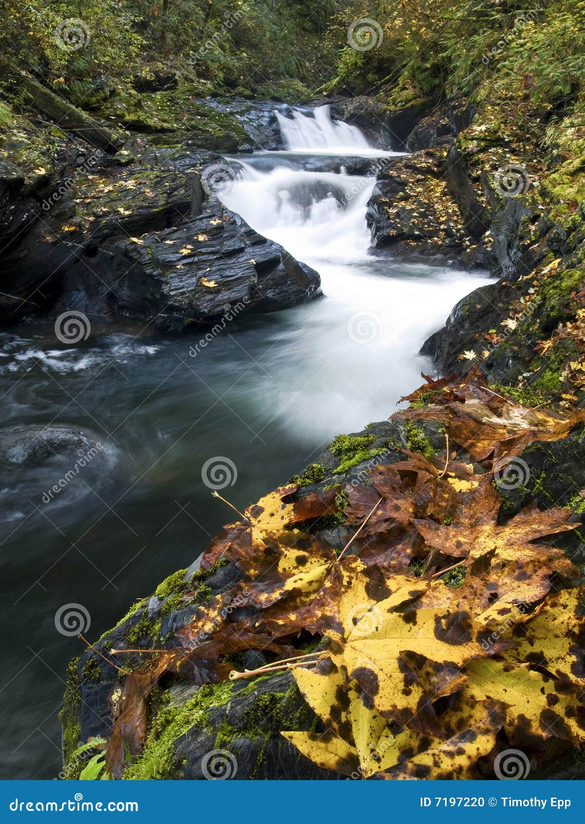 Autumn Maple Leaves Alongside a Mountain Stream Stock Photo - Image of ...