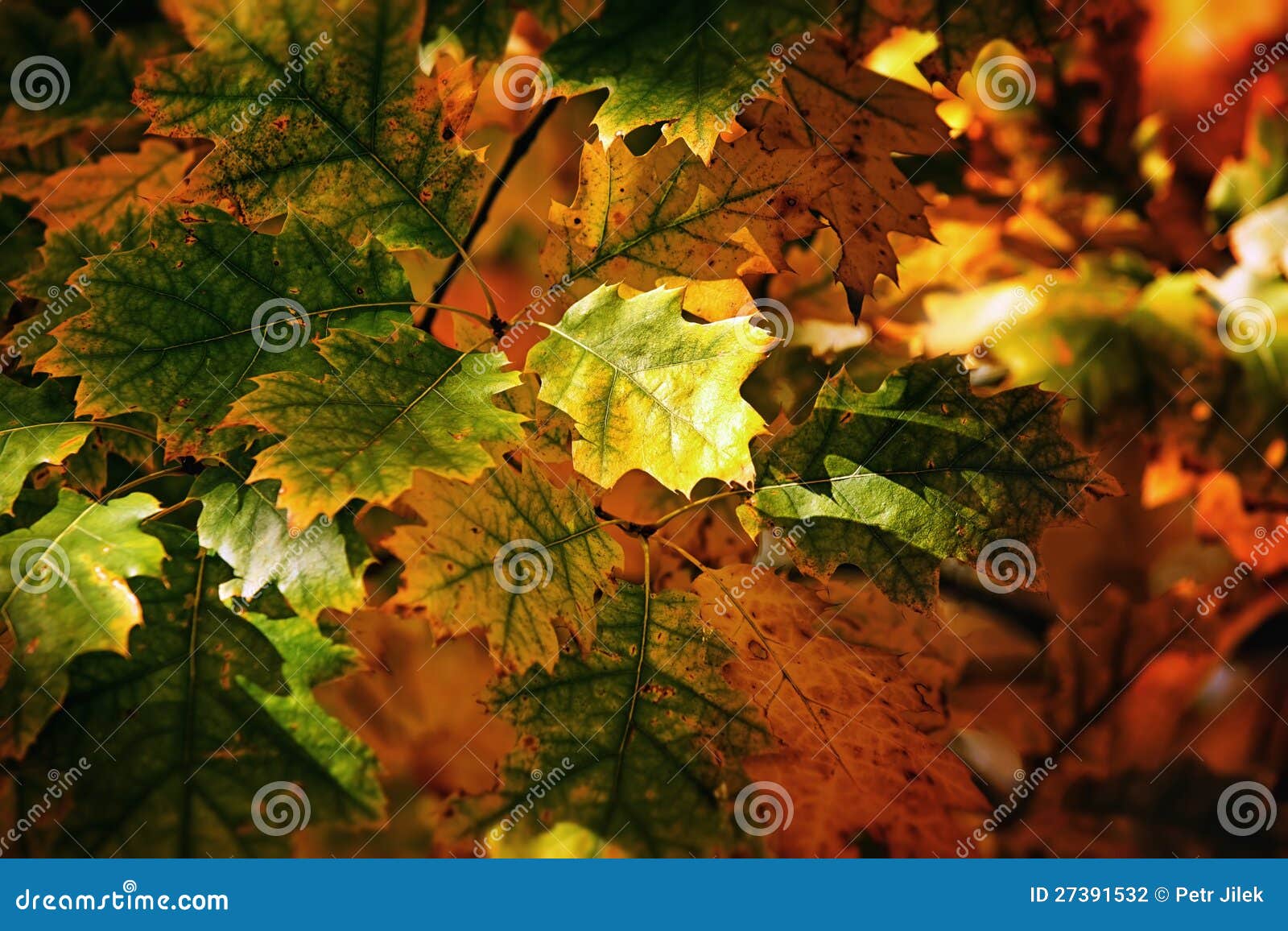 Autumn Maple Leaves Background Stock Photo - Image of beautiful, colour ...