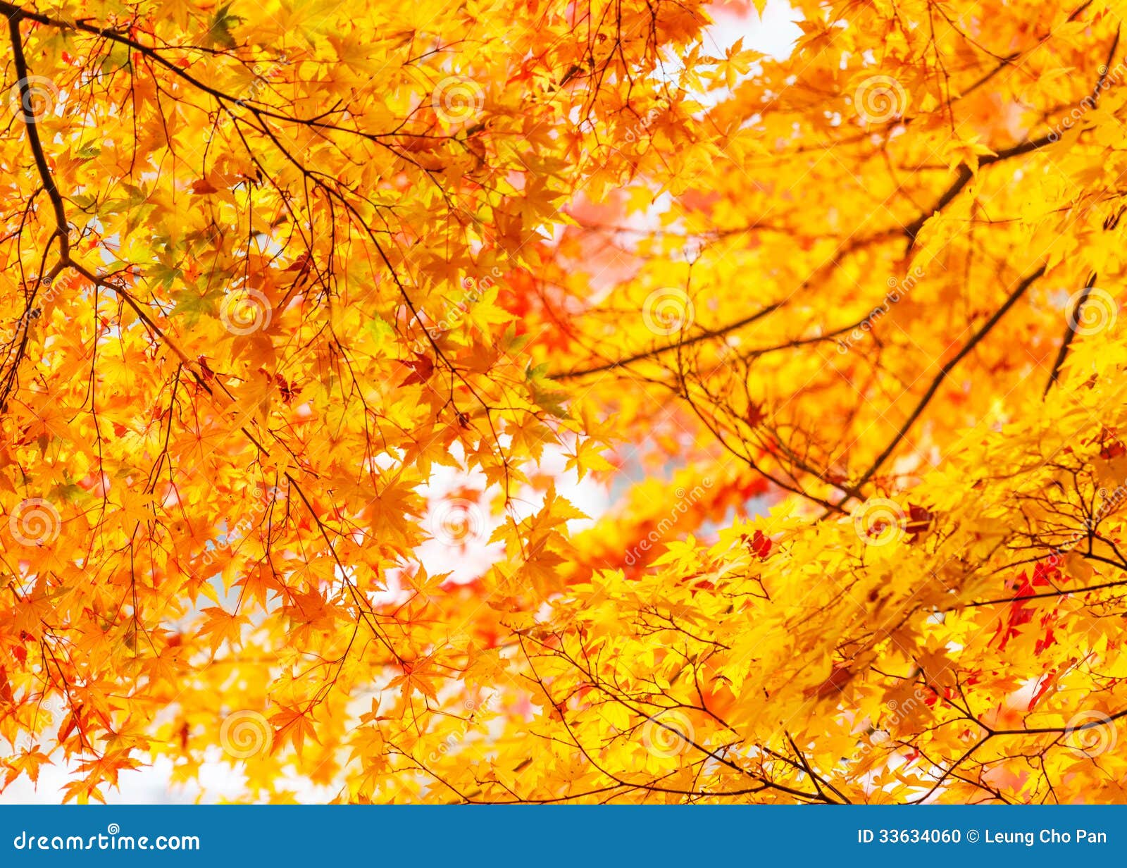 Autumn Maple Leaves Background Stock Photo - Image of lush, branch ...