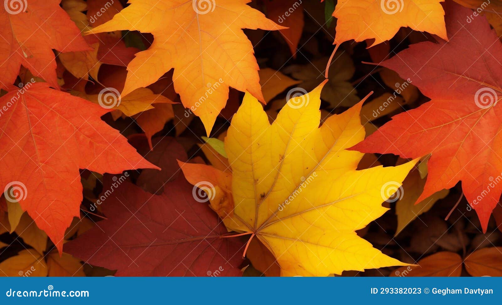 Autumn Maple Leaves, Autumn Leaves Background, Hd Leaf Background ...
