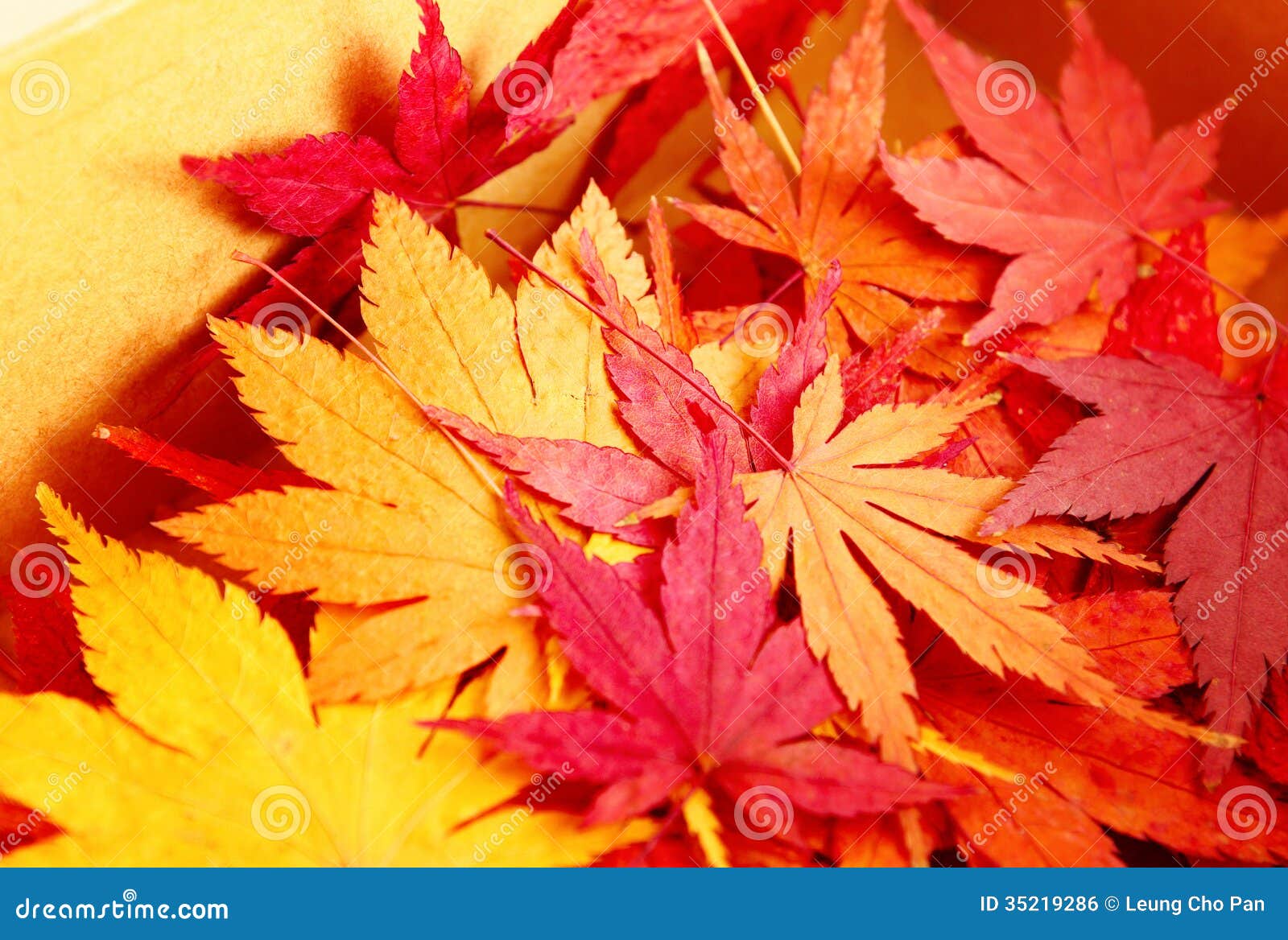 Autumn maple leaves in box stock photo. Image of leaf - 35219286