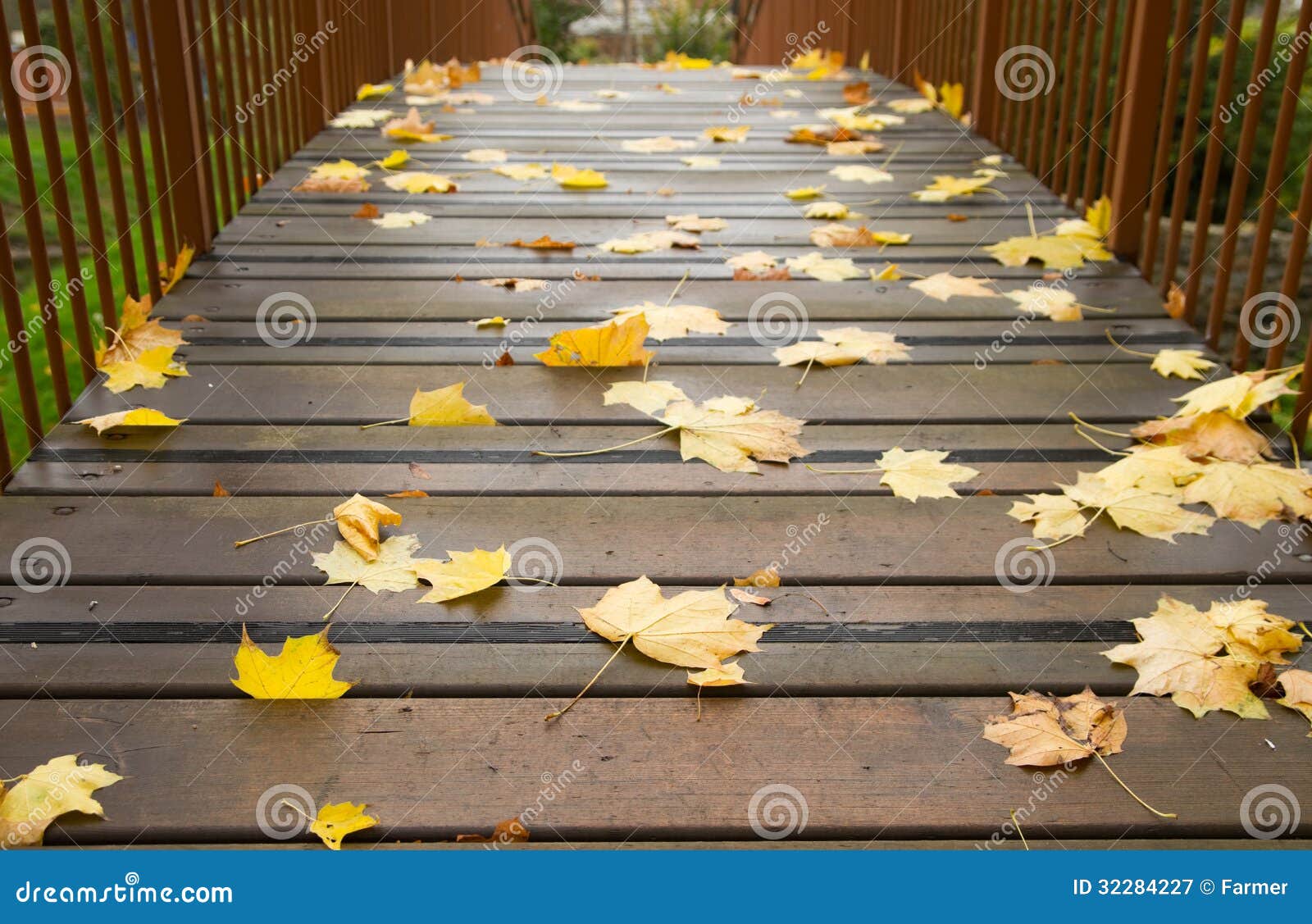 Autumn Maple Leaves on a Bridge Stock Image - Image of wallpaper, macro ...