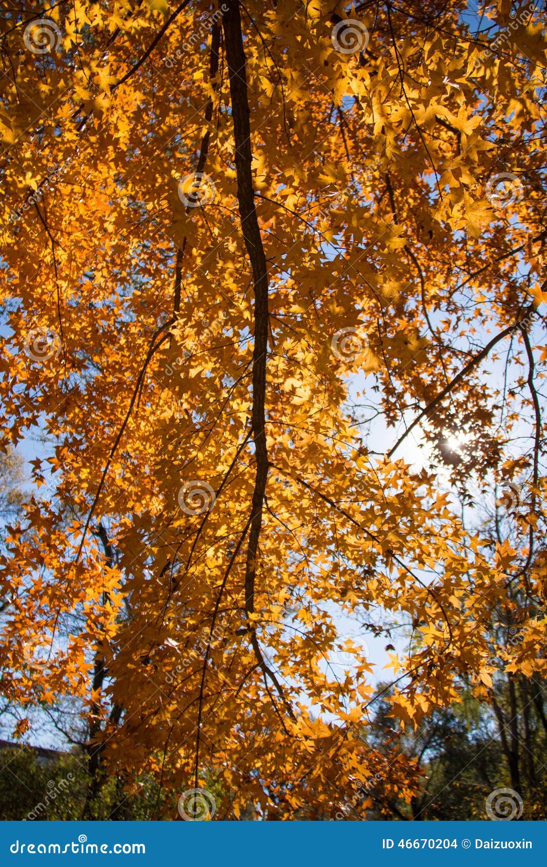 Autumn maple leaves stock photo. Image of orange, autumn - 46670204