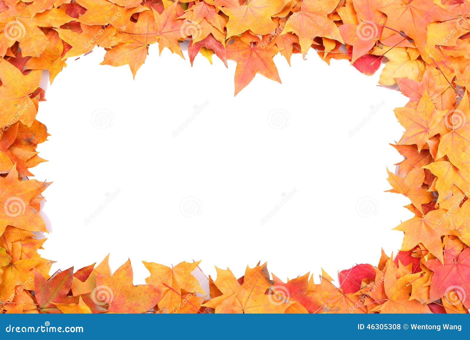 Autumn maple leaves stock photo. Image of leaves, change - 46305308