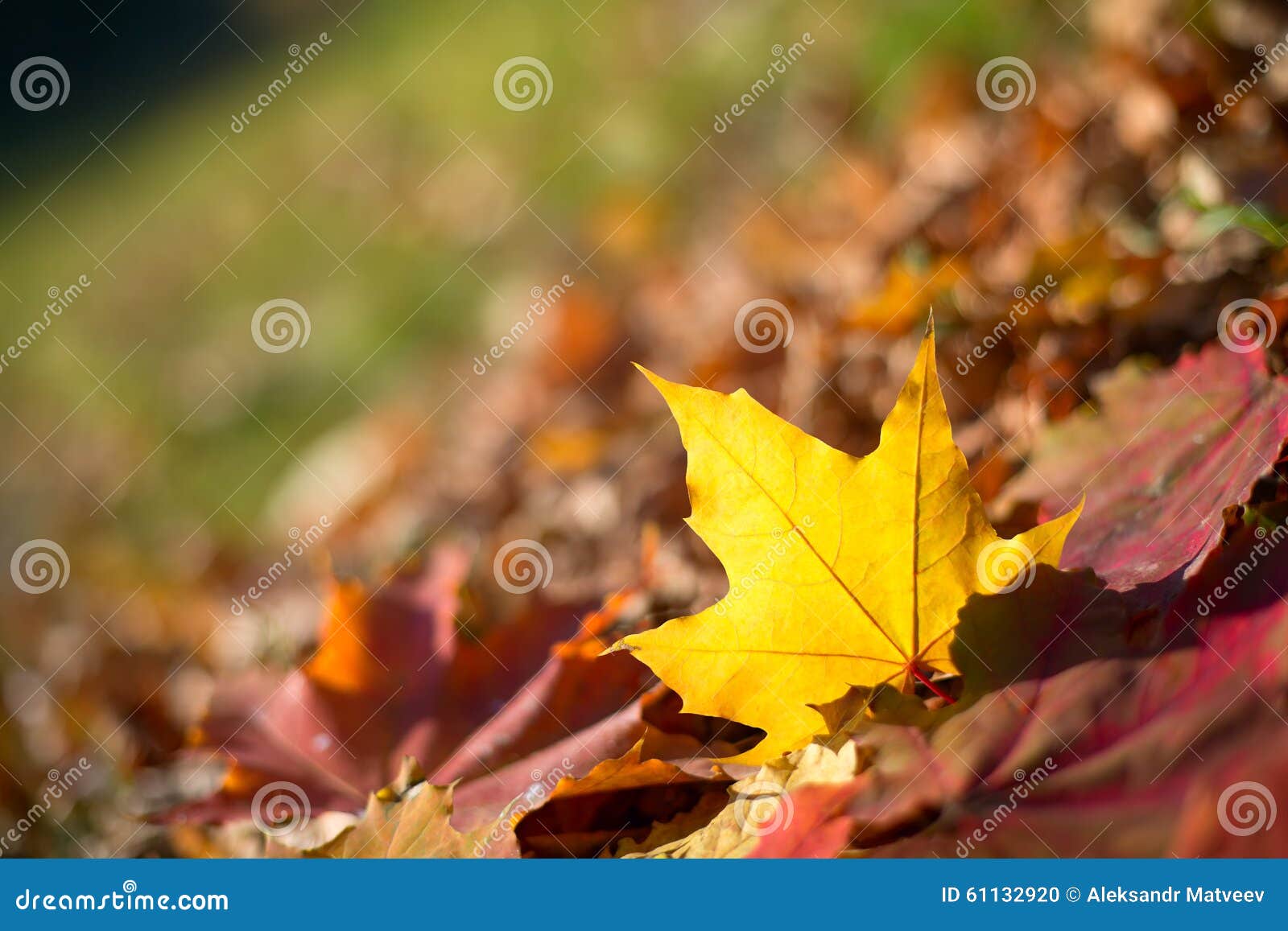 Autumn Maple Leaves Horizontal Background Stock Photo - Image of leaf ...