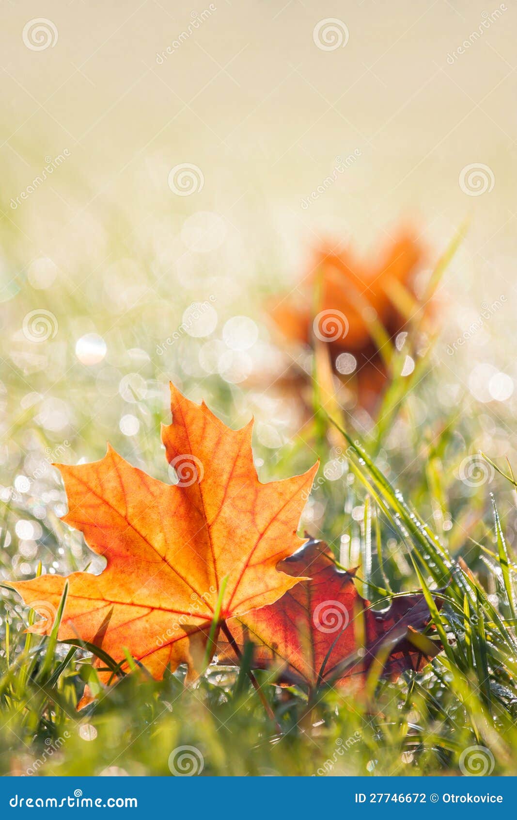 Autumn Maple Leaves in the Dewy Grass Stock Photo - Image of ground ...