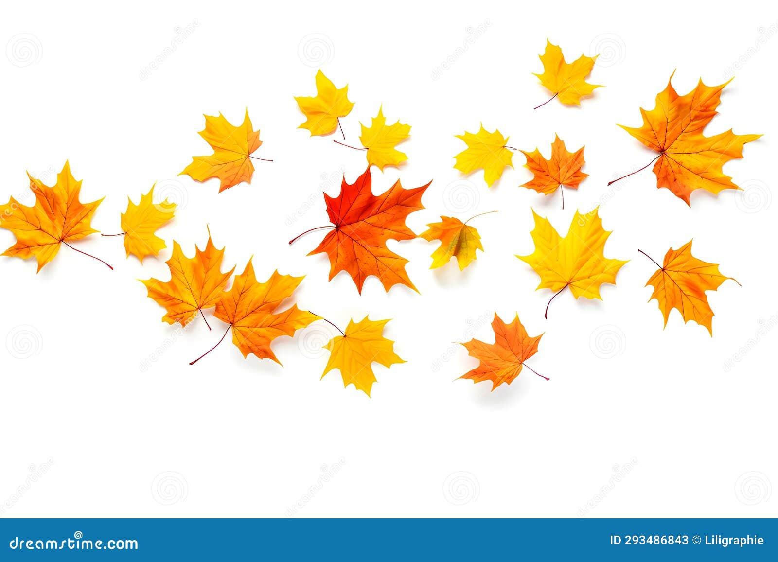 Autumn Maple Leaves Falling Down with the Wind. Fall Leaf on White ...
