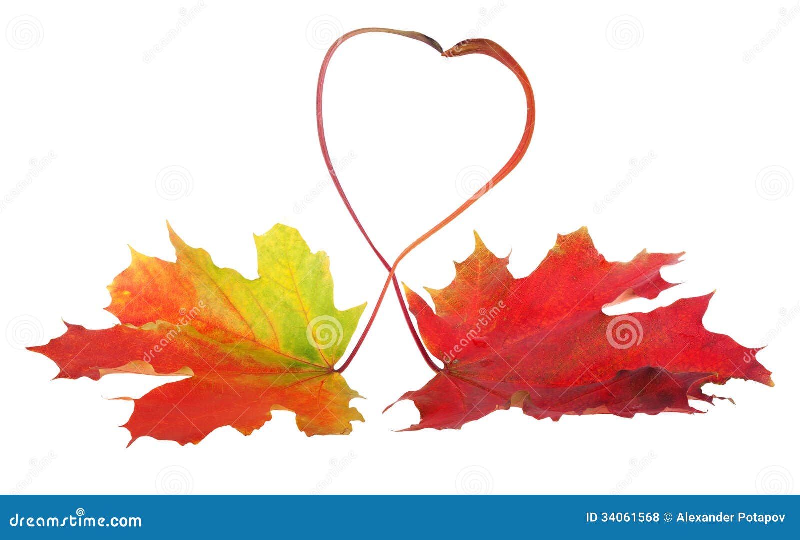 Autumn maple leaves heart stock photo. Image of growth - 34061568