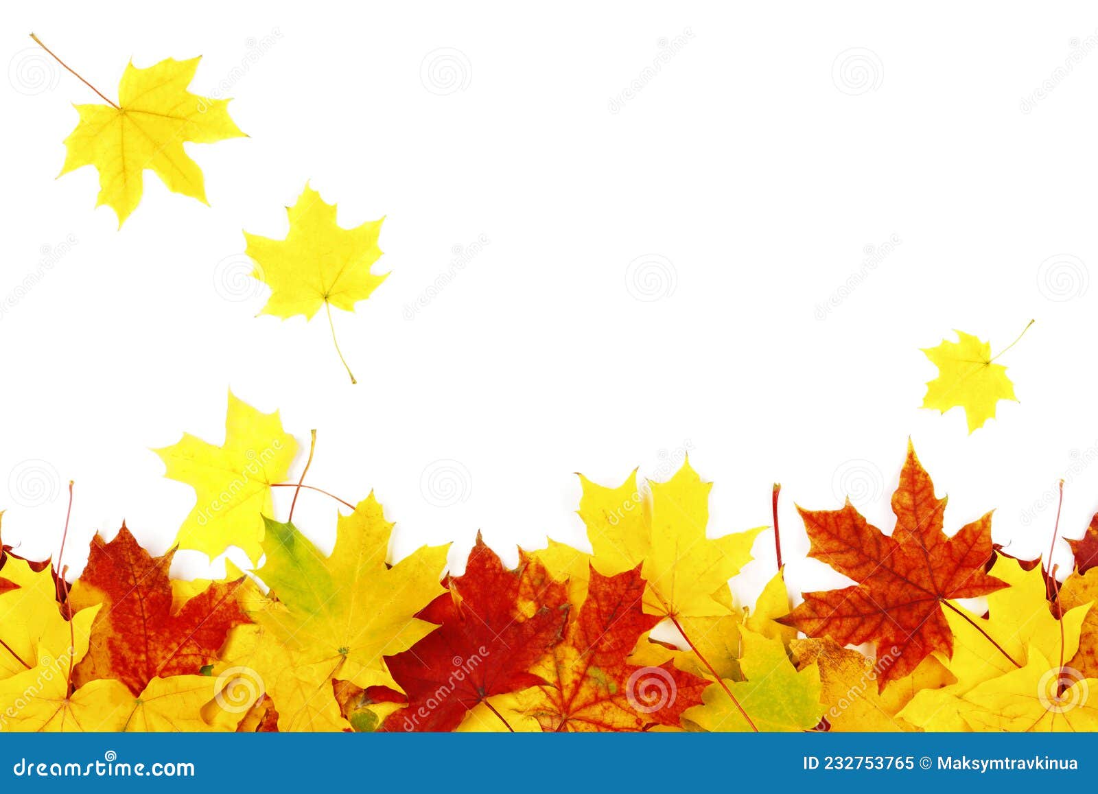 Autumn Maple Leaves Isolated on White Background Stock Image - Image of ...
