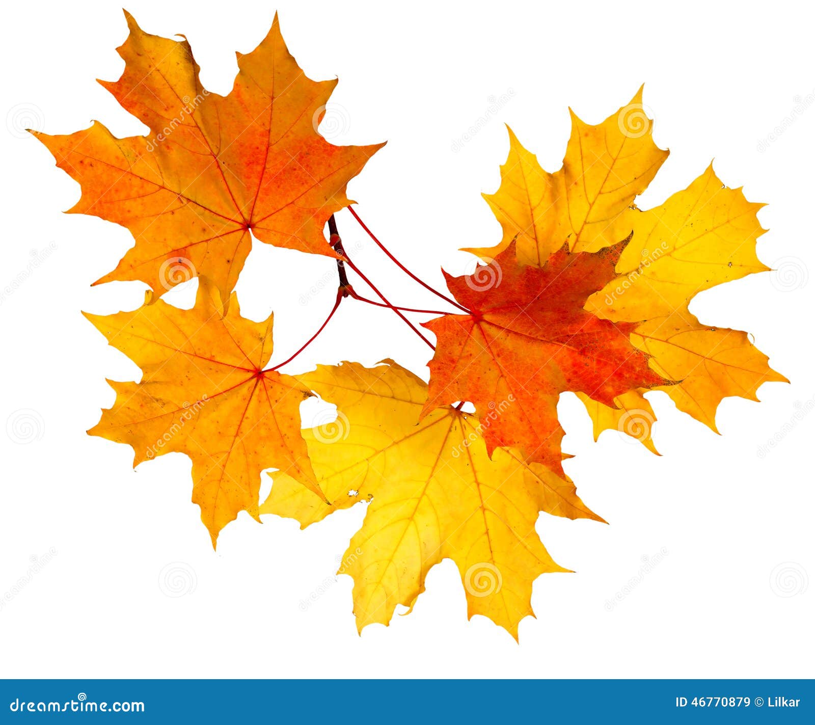 Autumn Maple Leaves Isolated on White Background Stock Image - Image of ...
