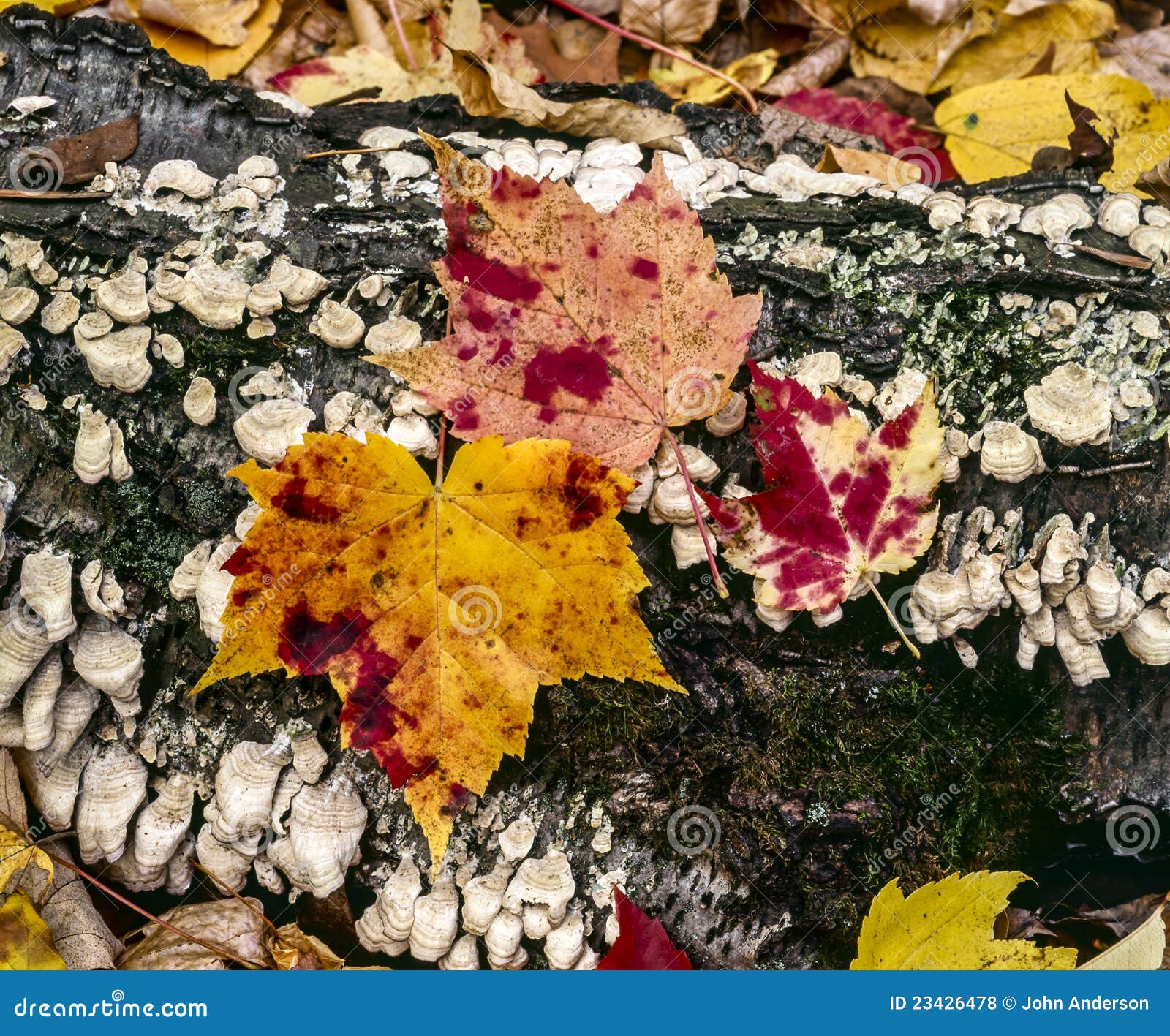 Autumn maple leaves on log stock photo. Image of plants - 23426478