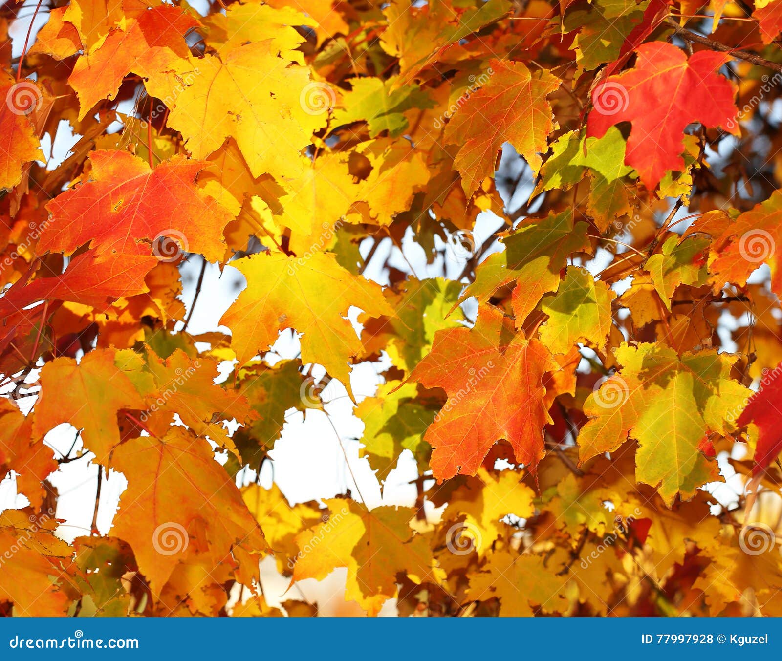 Autumn Maple Leaves. Outdoor Stock Photo - Image of nature, leaves ...