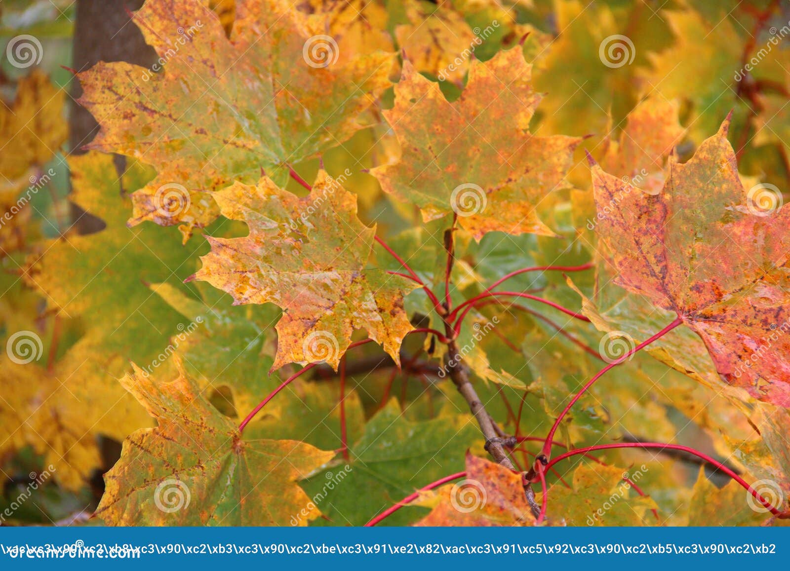 Maple leaves three stock image. Image of october, falling - 160642757