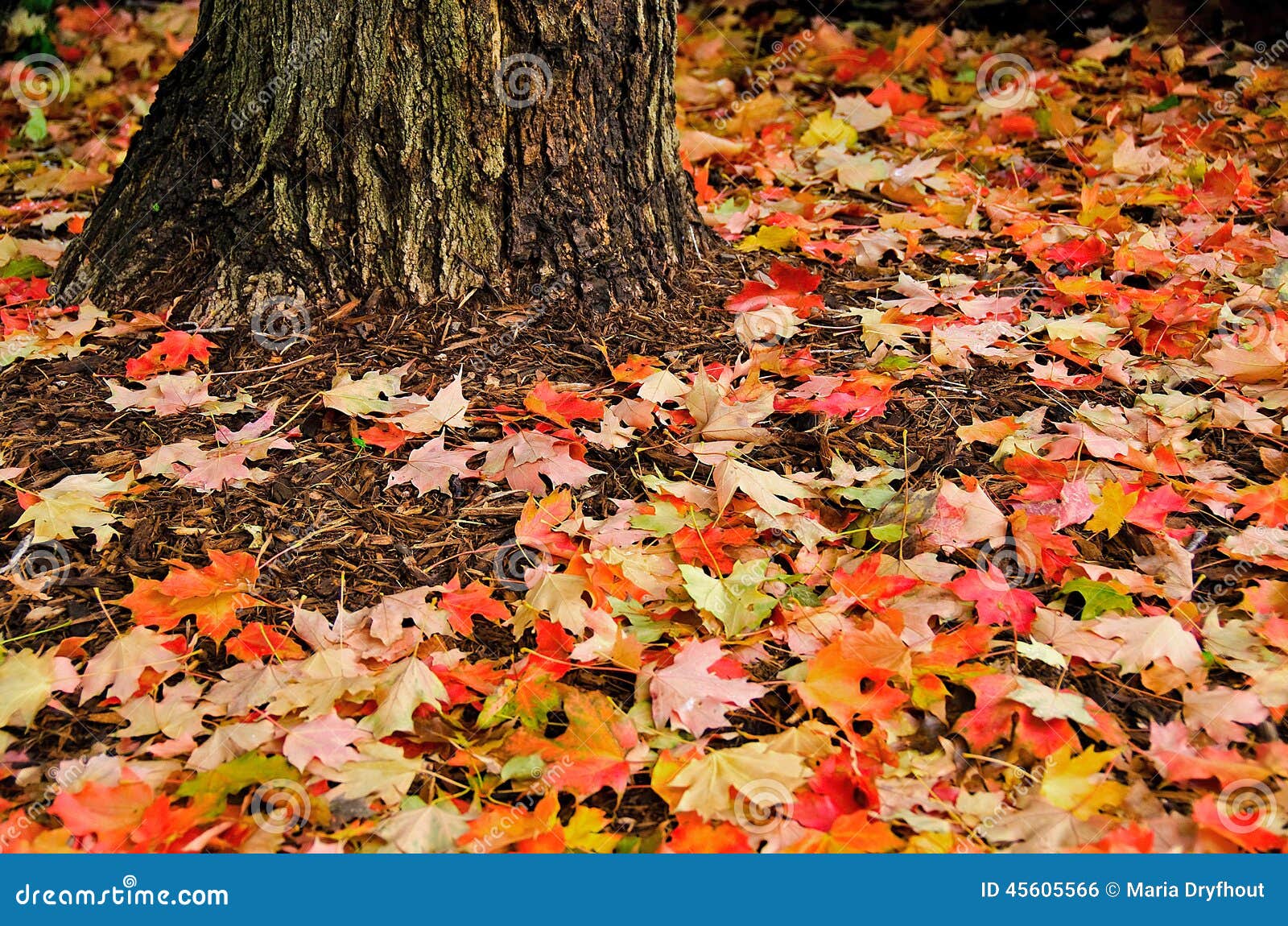 Autumn Maple Leaves Under Tree Stock Photo - Image of ground, dirt ...