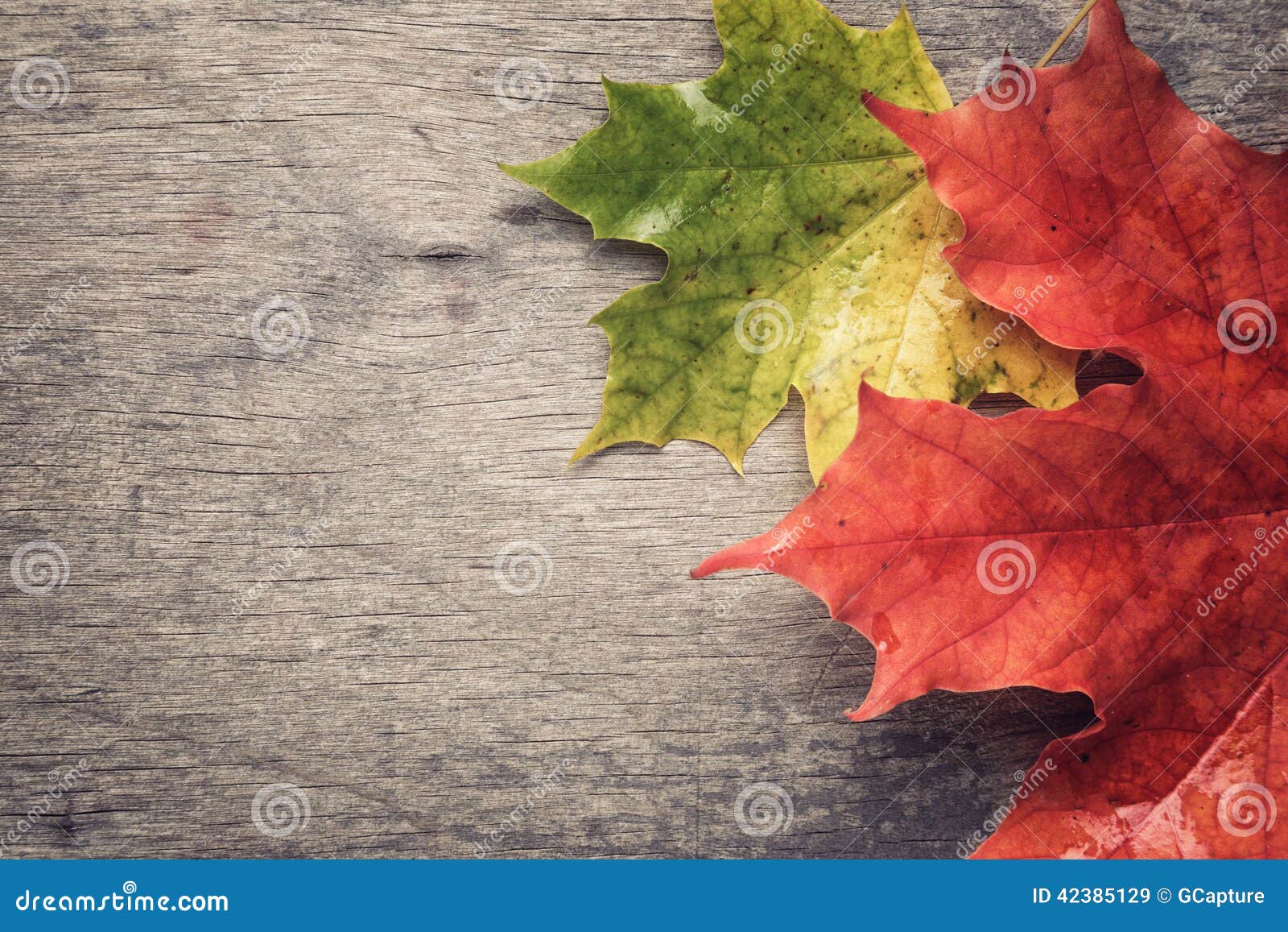 Autumn Maple Leaves on Wood Table Stock Image - Image of border, leaves ...