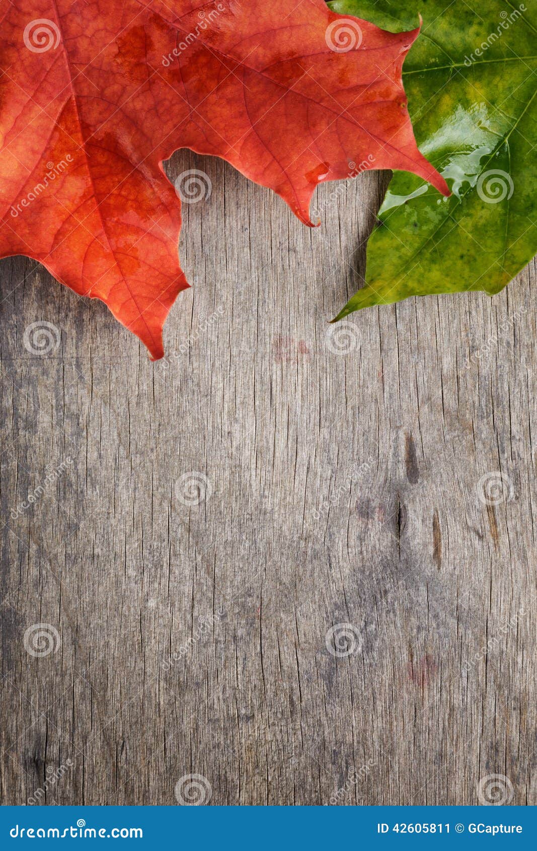 Autumn Maple Leaves on Wood Table Stock Image - Image of rustic, space ...